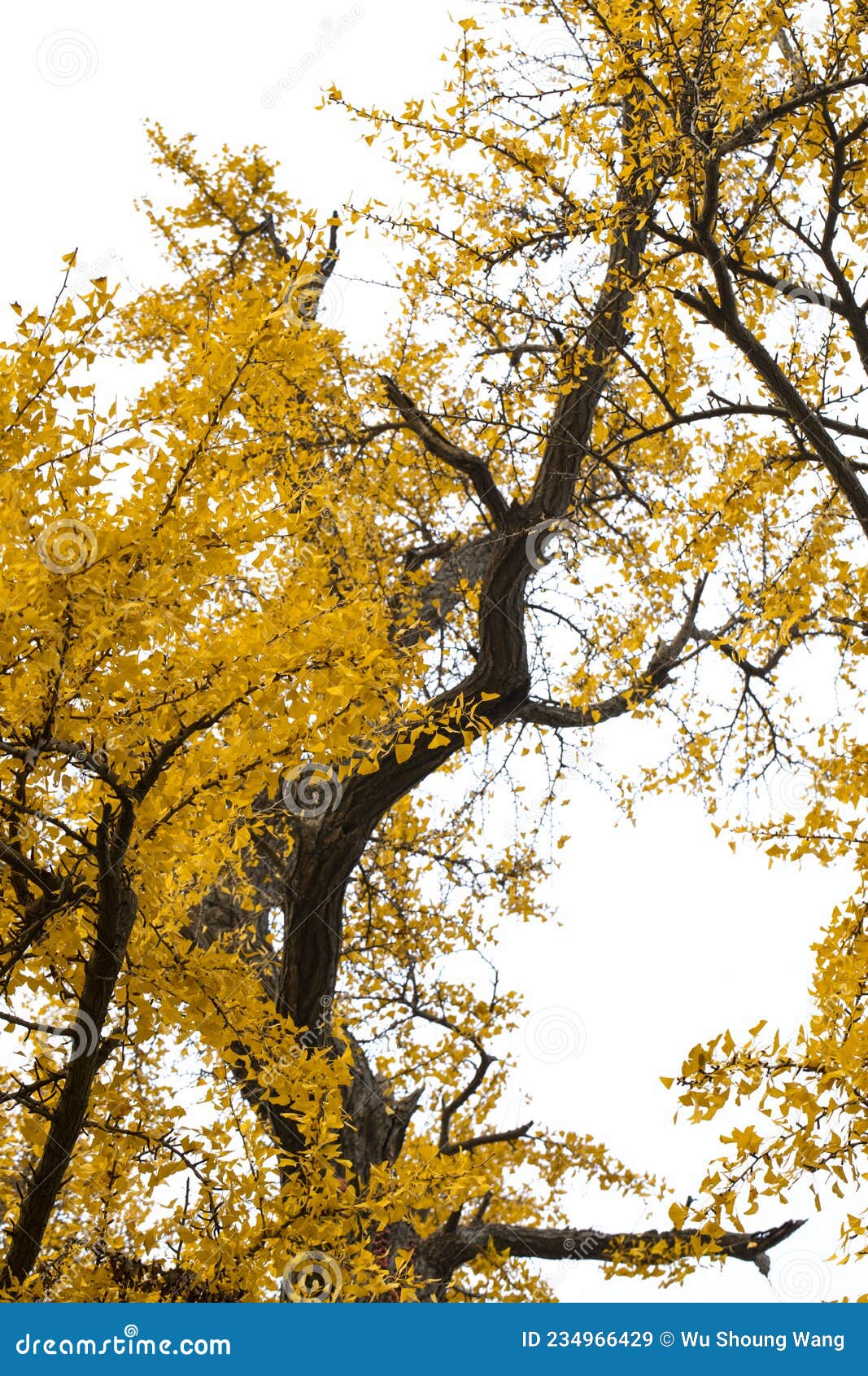 Shanghai, Qibao Ancient Town, Ancient, Ginkgo Tree Stock Image - Image ...