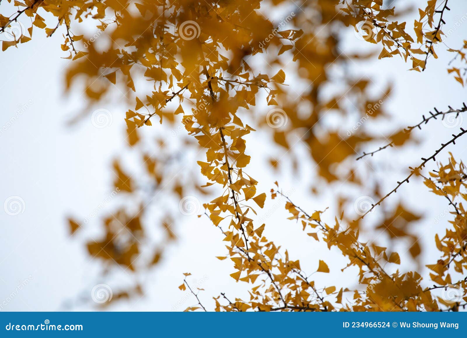 Shanghai, Qibao Ancient Town, Ancient, Ginkgo Tree Stock Photo - Image ...