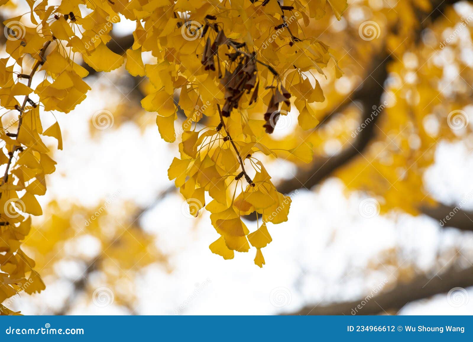 Shanghai, Qibao Ancient Town, Ancient, Ginkgo Tree Stock Photo - Image ...