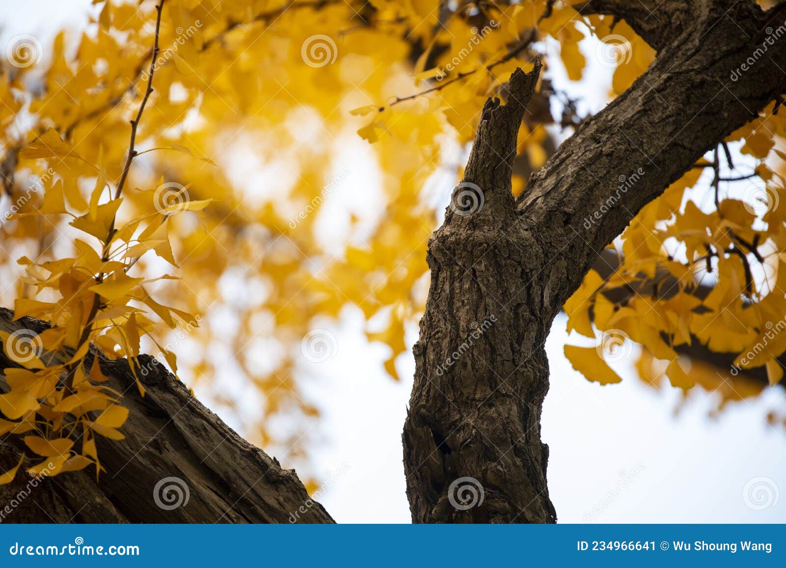 Shanghai, Qibao Ancient Town, Ancient, Ginkgo Tree Stock Image - Image ...