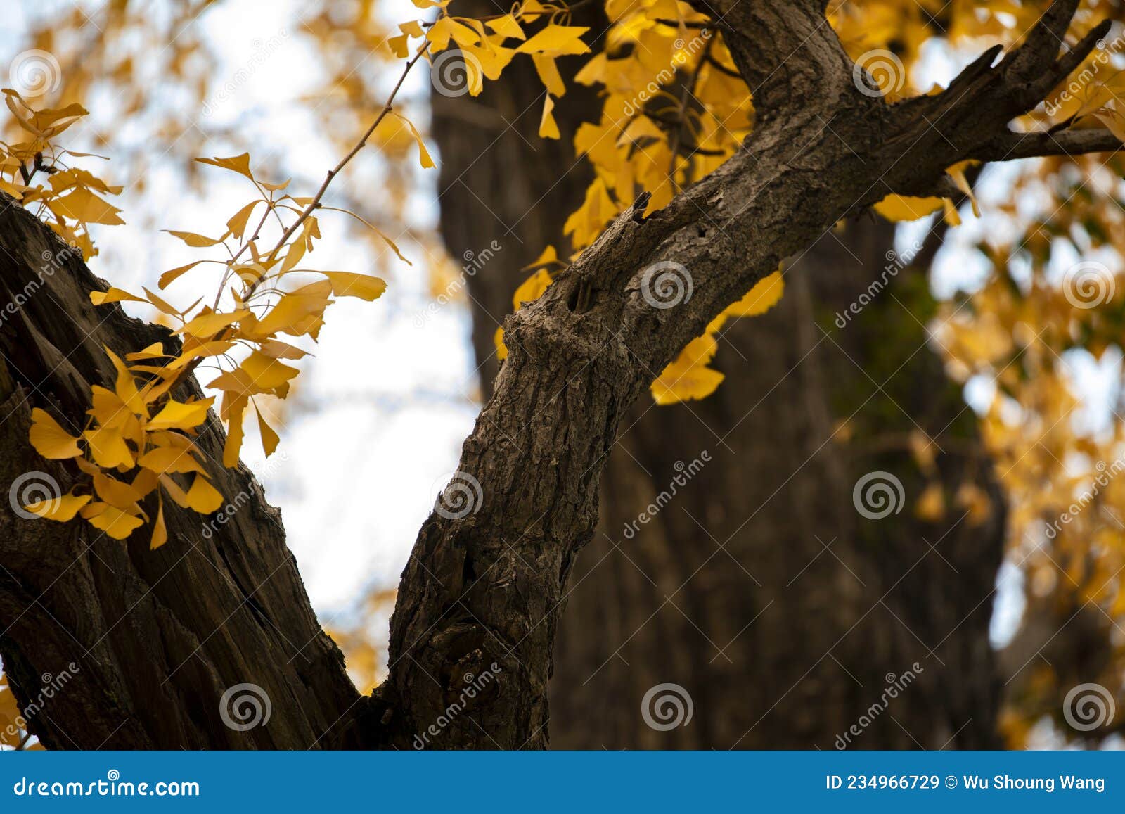 Shanghai, Qibao Ancient Town, Ancient, Ginkgo Tree Stock Image - Image ...