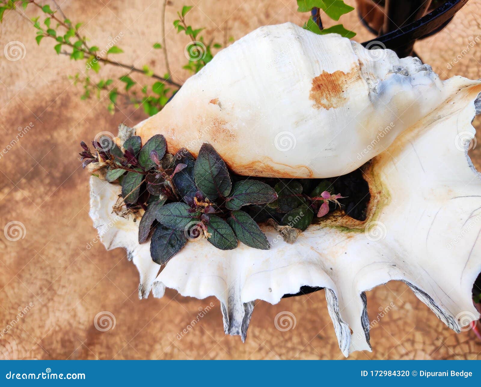 Seashell On A White Background Royalty-Free Stock Photography ...