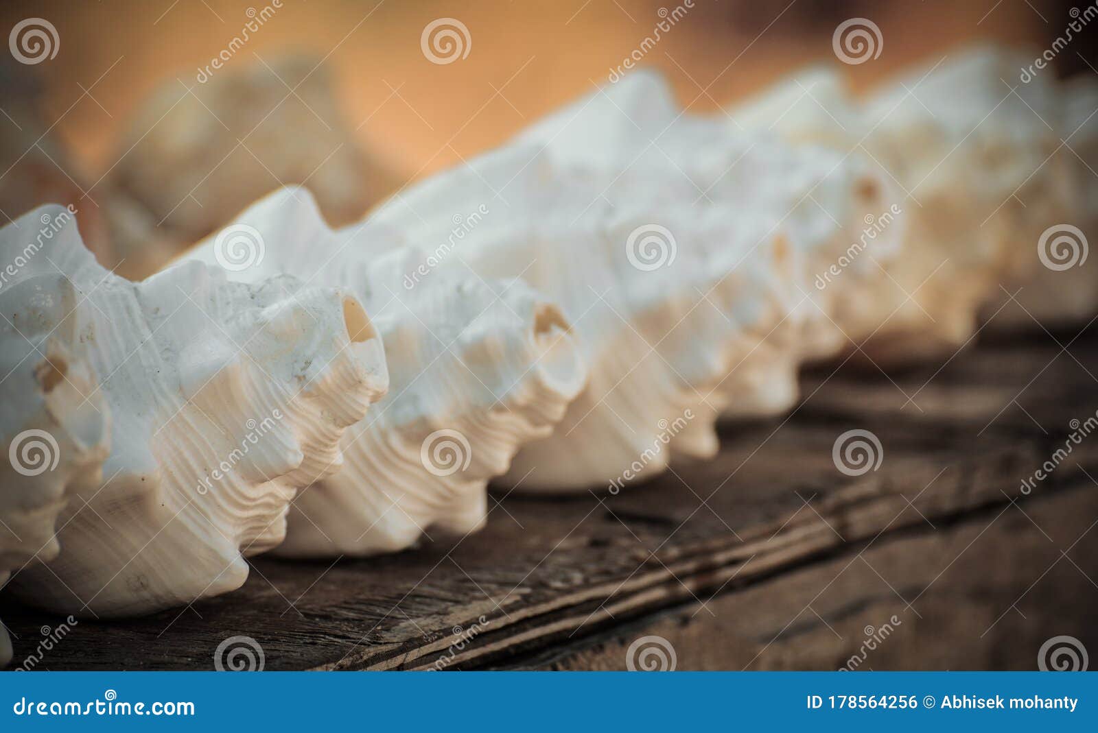 Shankh stock photo. Image of hand, invertebrate, baking - 178564256