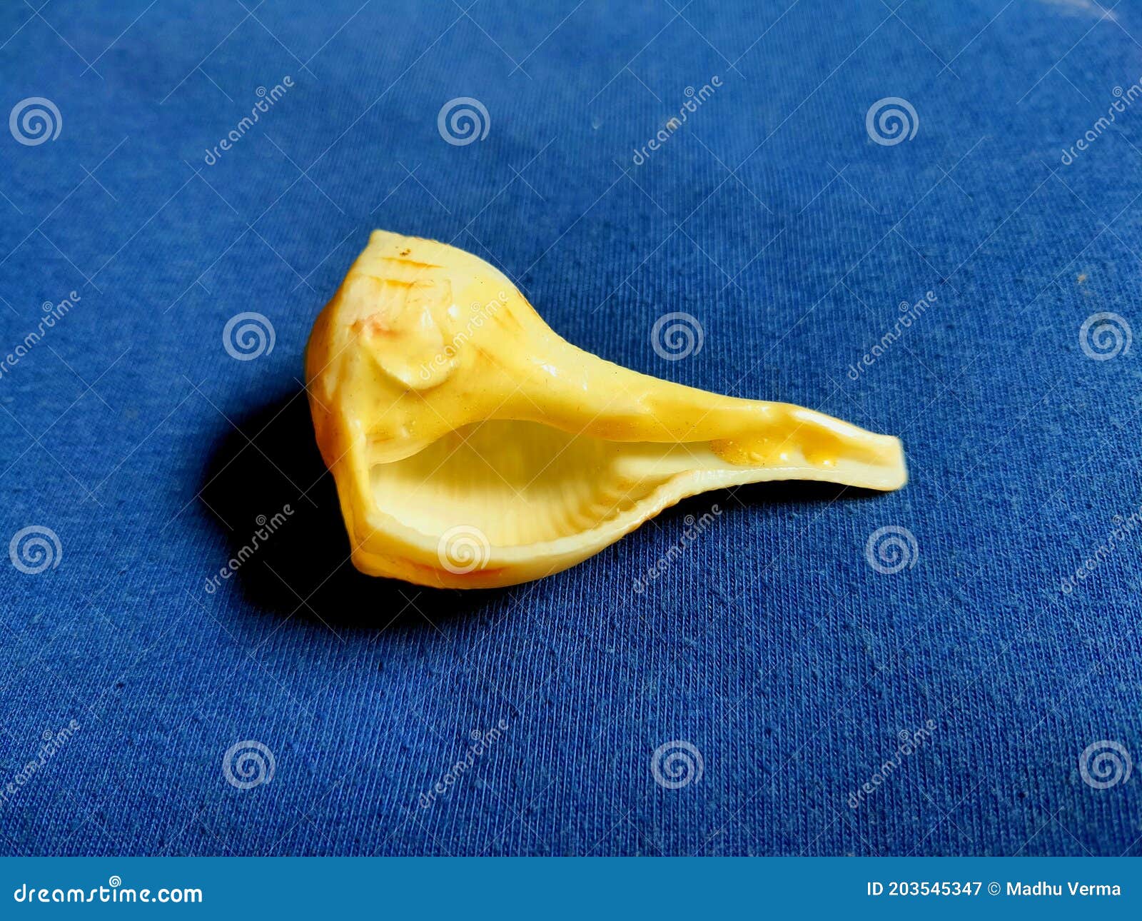 Shankh or the Sea Shell Isolated in Blue Background Stock Image - Image ...