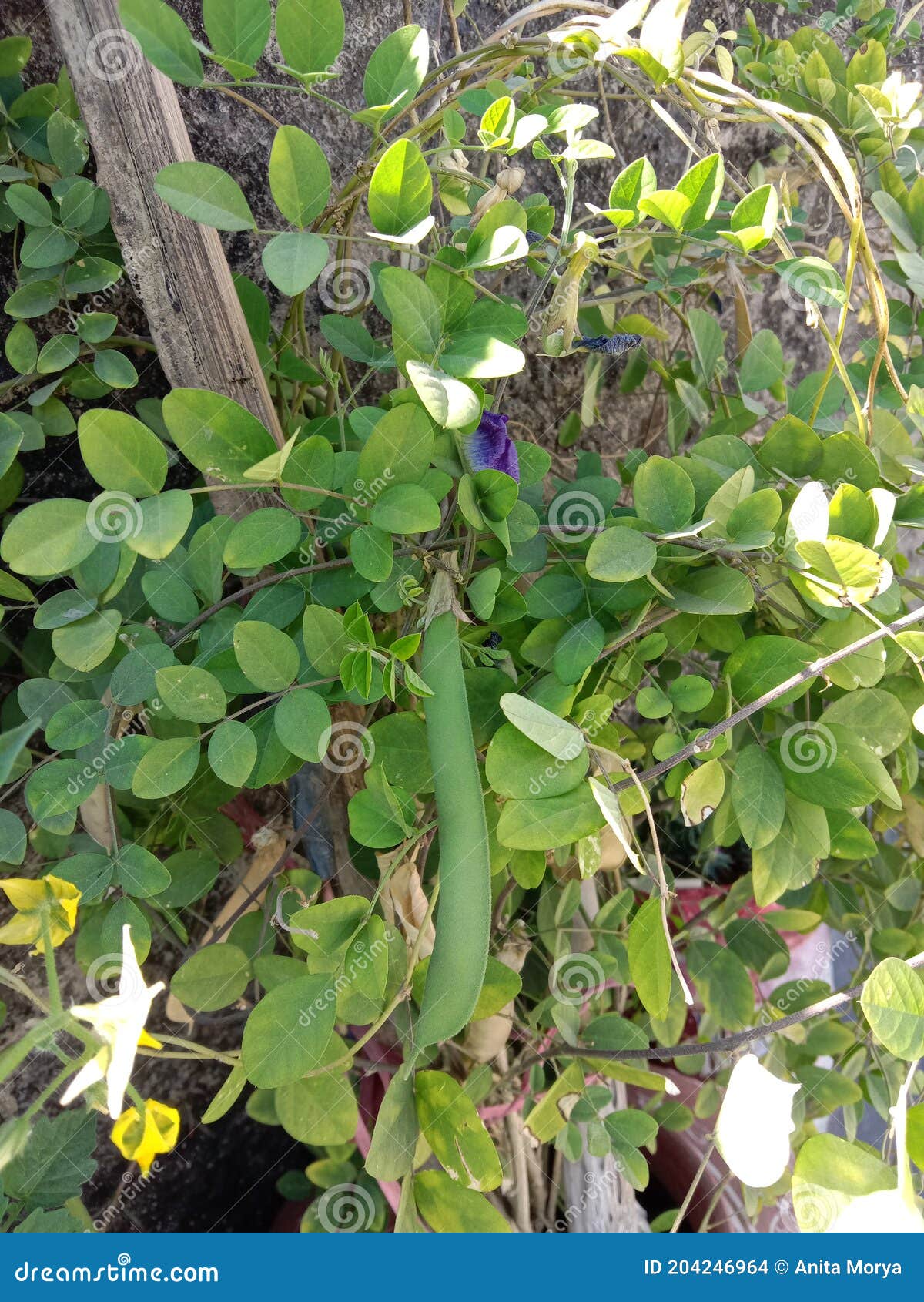 Shankhpushpi or Convolvulus Pluricaulis Plant Flower and Seed Stock ...