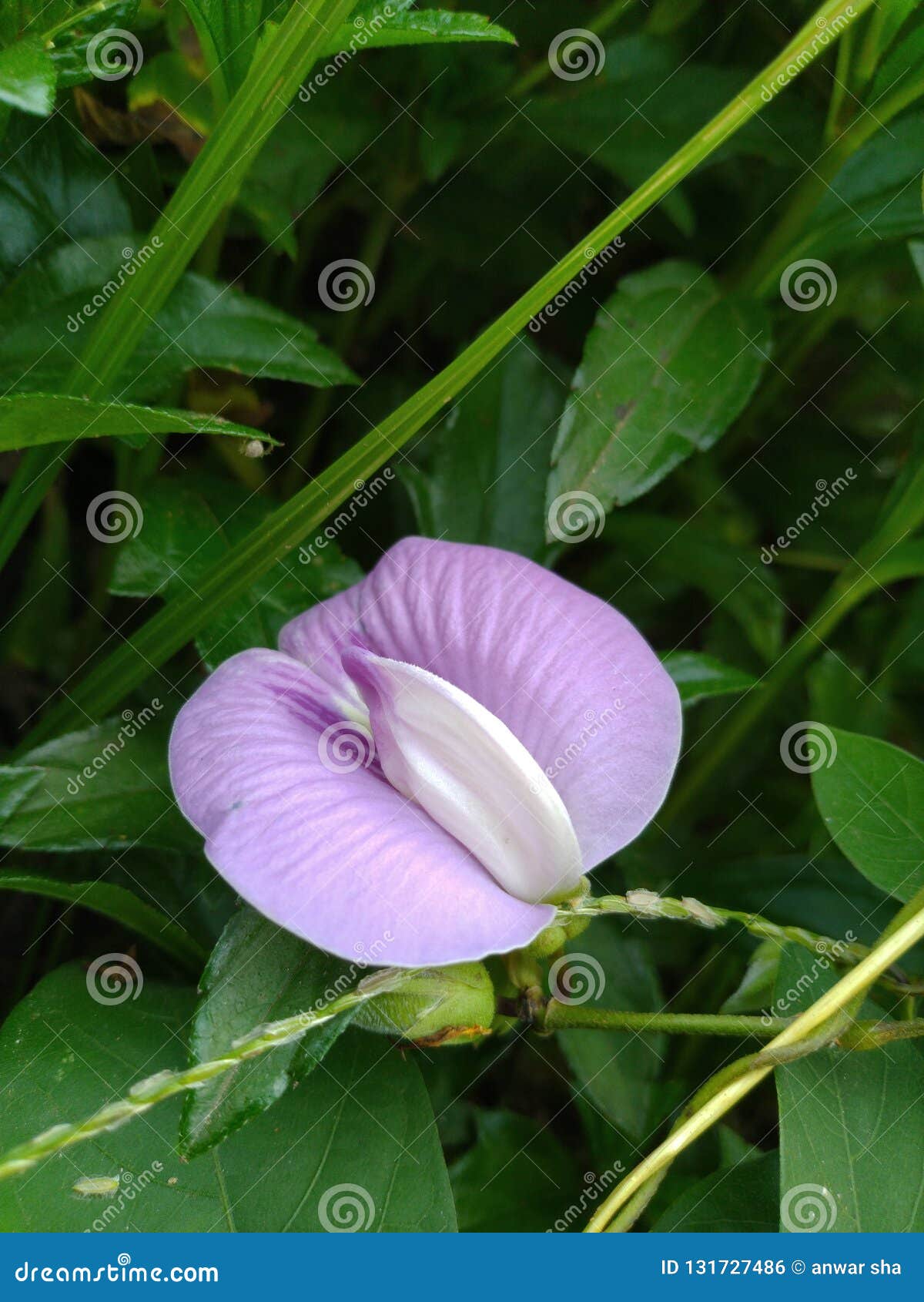 Shanku Flower Stock Photos - Free & Royalty-Free Stock Photos from ...