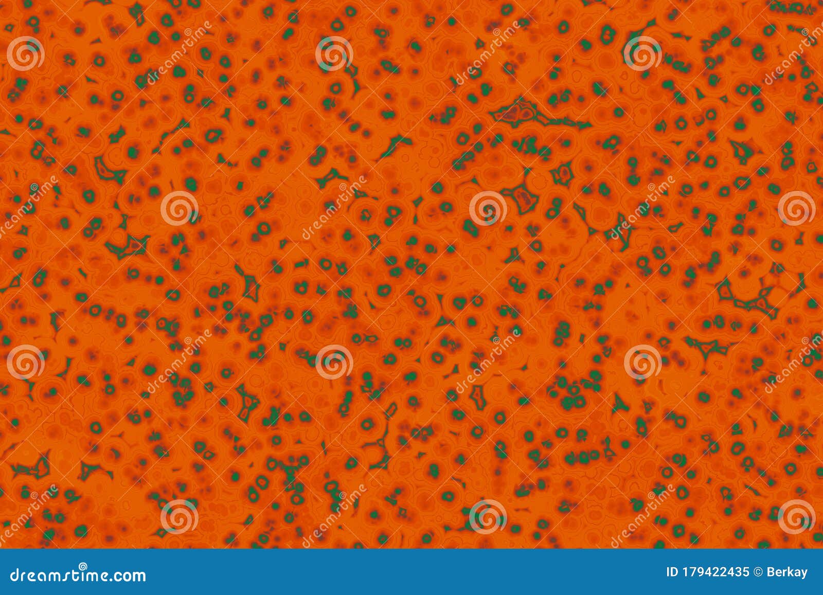 Shape of Bacterial Cell: Cocci, Bacilli, Spirilla Bacteria Stock Image ...