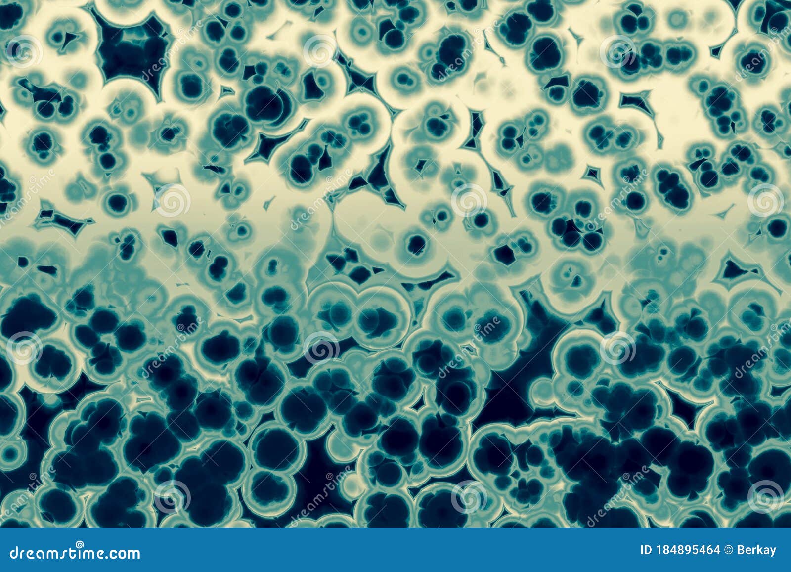 Shape of Bacterial Cell: Cocci, Bacilli, Spirilla Bacteria Stock Photo ...