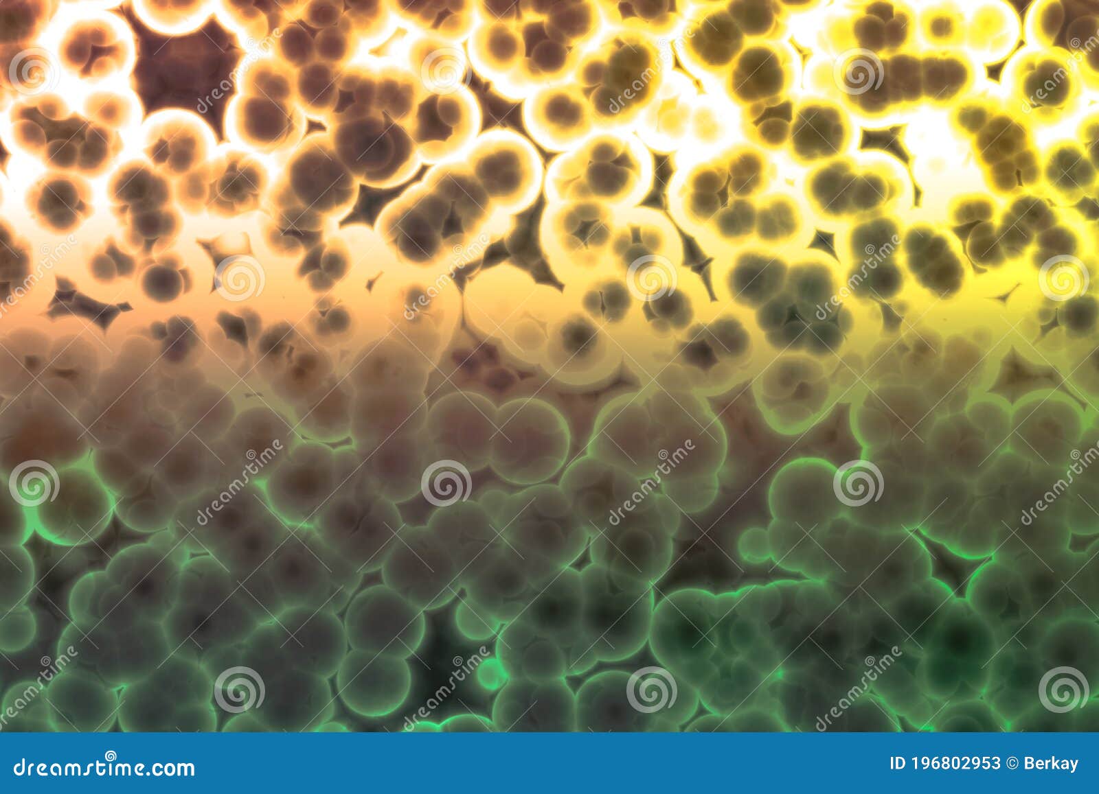 Shape of Bacterial Cell: Cocci, Bacilli, Spirilla Bacteria Stock ...