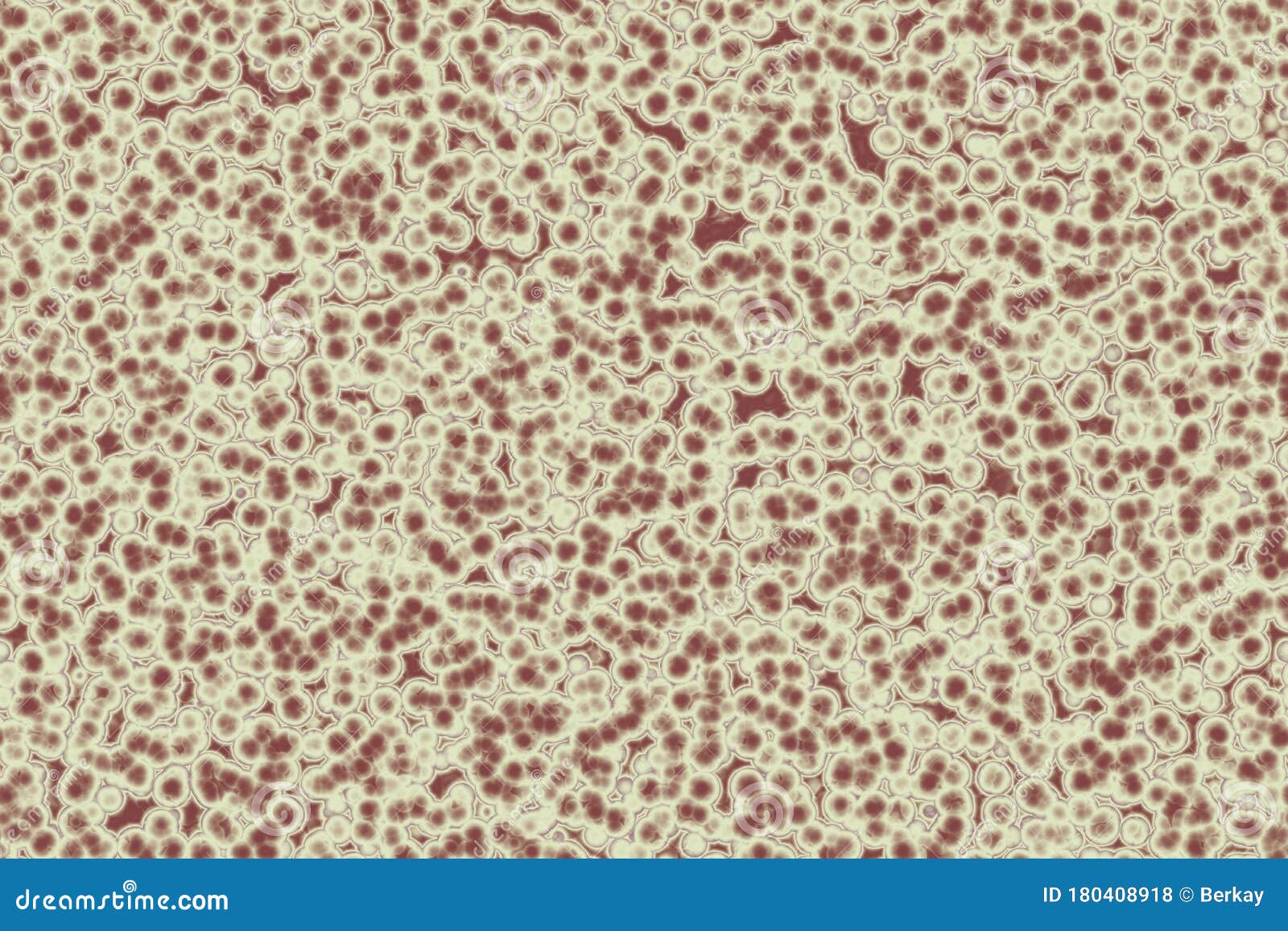 Shape of Bacterial Cell: Cocci, Bacilli, Spirilla Bacteria Stock Photo ...