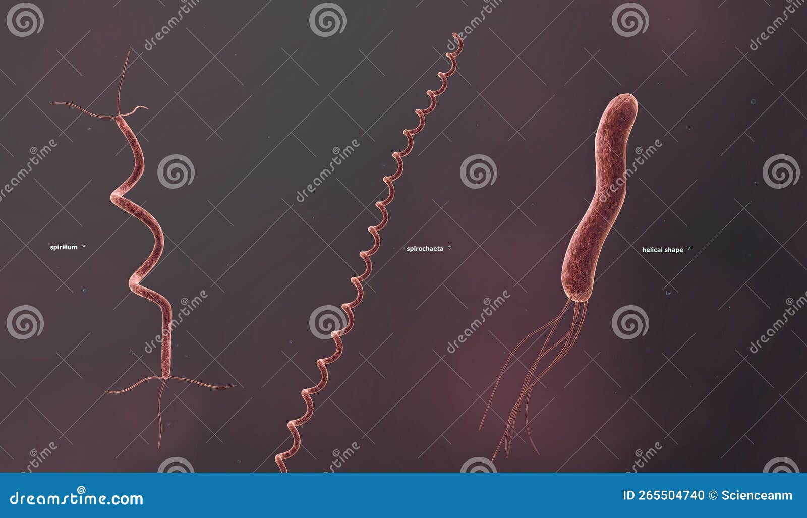 The Solid Cell Wall Determines the Shape of a Bacterium Stock ...