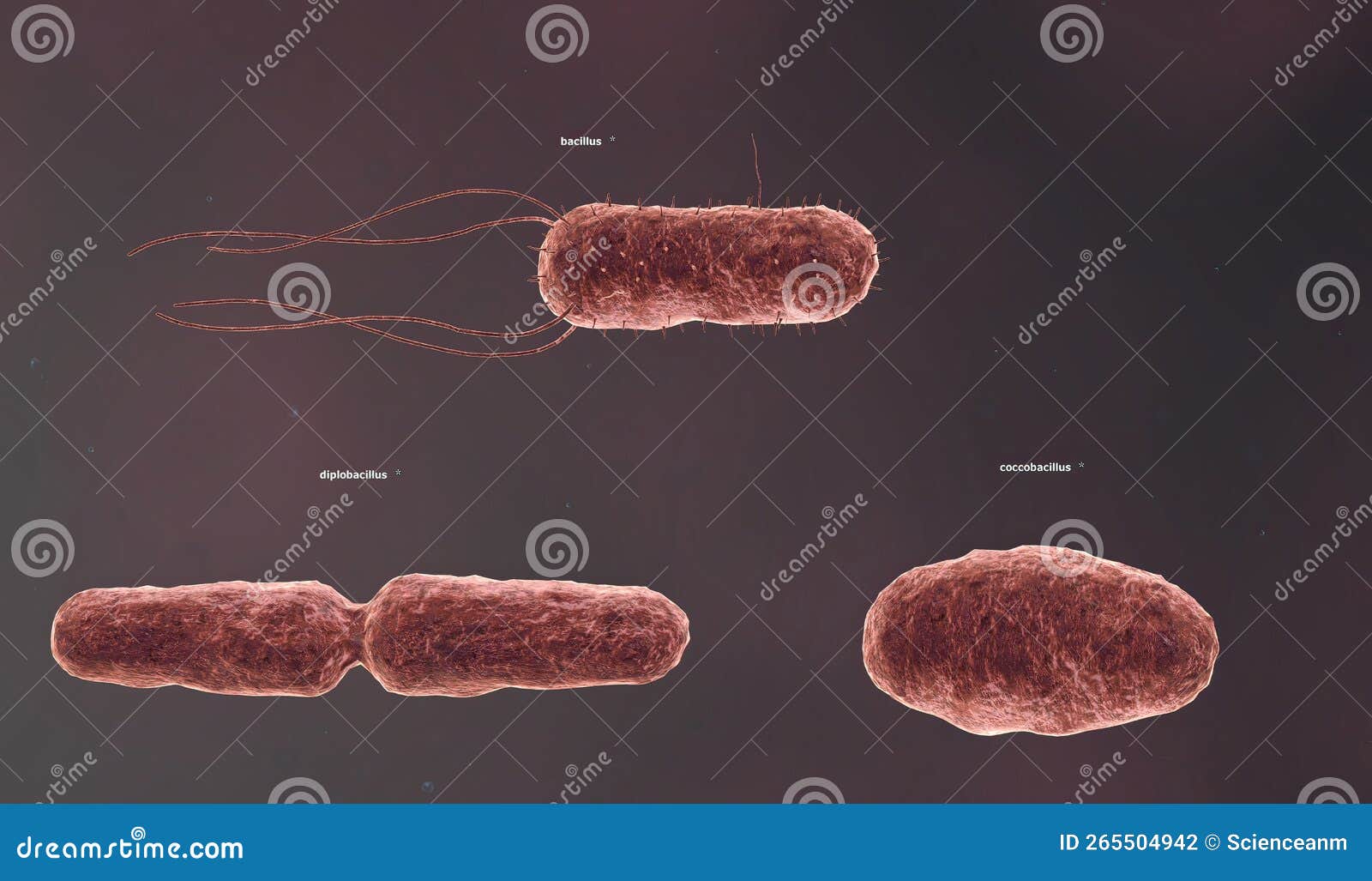 The Solid Cell Wall Determines the Shape of a Bacterium Stock ...