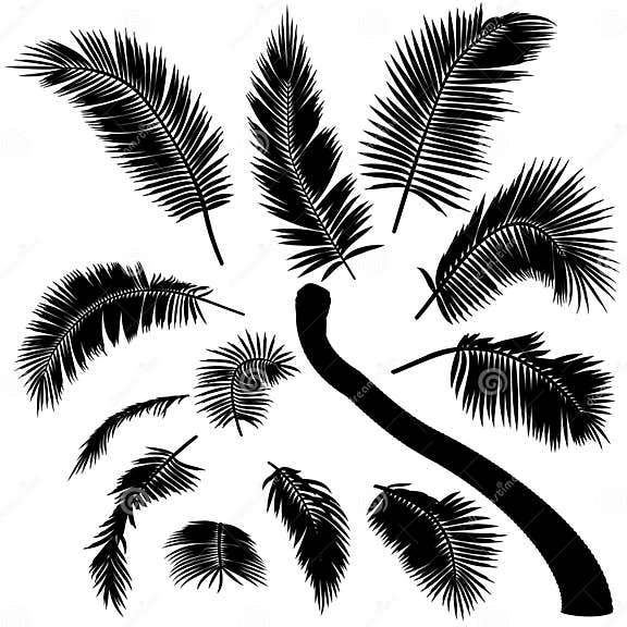 Shape of Bent Coconut Palm Tree Elements Stock Vector - Illustration of ... Shape of Bent Coconut Palm Tree Elements Stock Vector - Illustration of ...