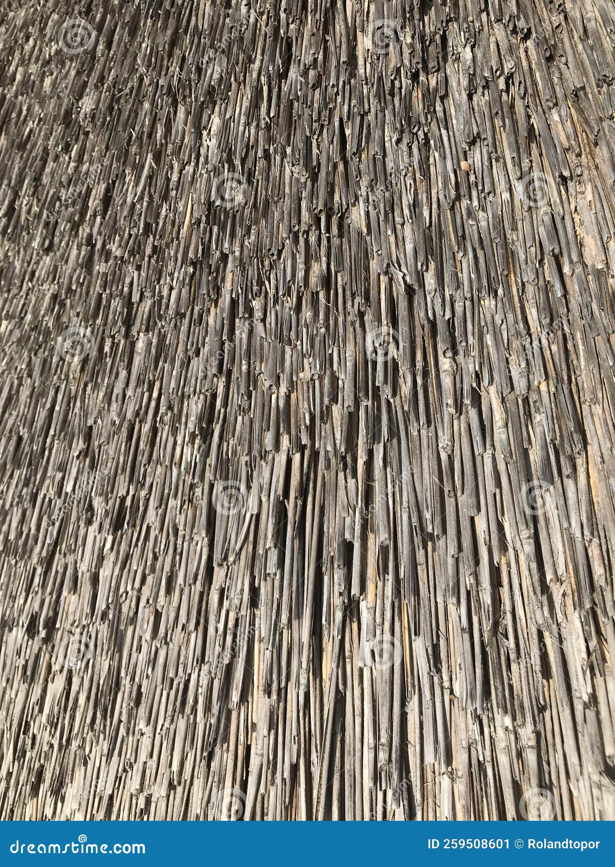 Shape of Black Tree with Leaves and Toots. Vector Outline Illustration ...