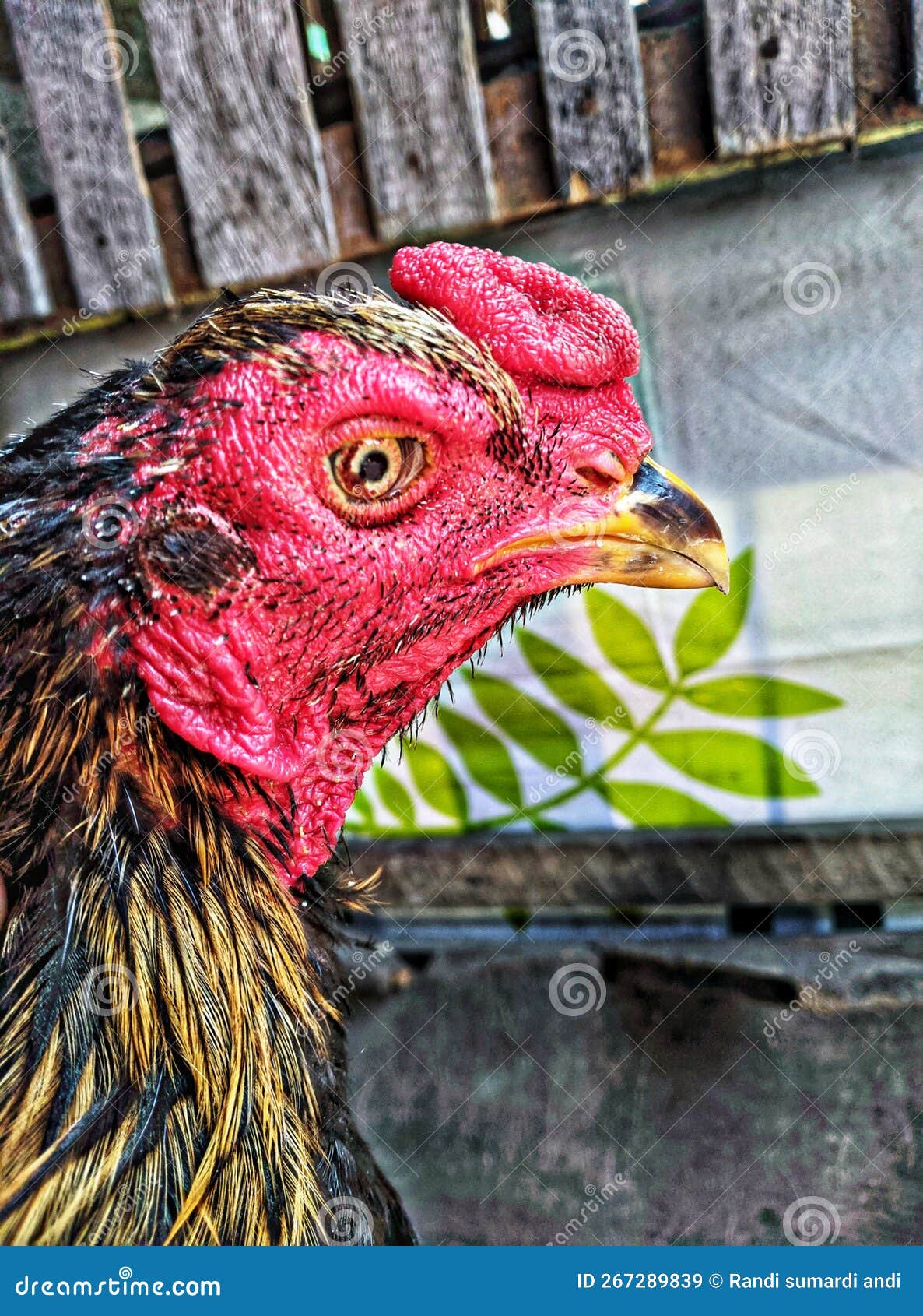 The Shape of a Chicken Head with a Blushing Face Stock Image - Image of ...