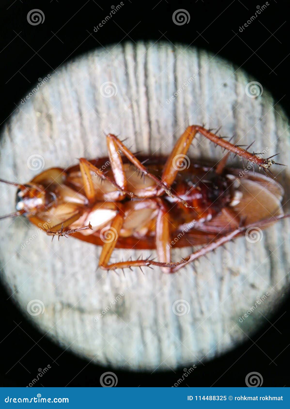 The Shape of a Cockroach Body Stock Image - Image of range, point ...