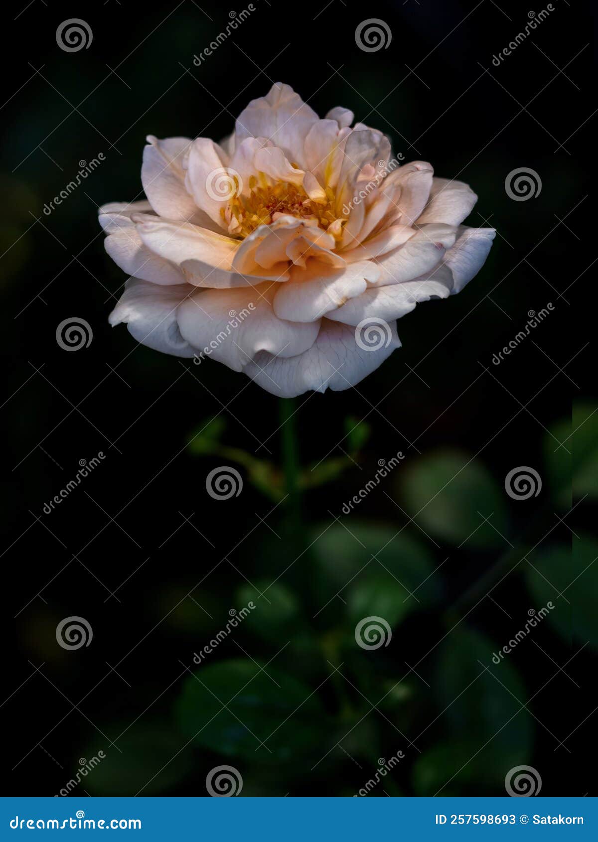 Shape and Colors of Ambridge Rose that Blooming Stock Image - Image of ...