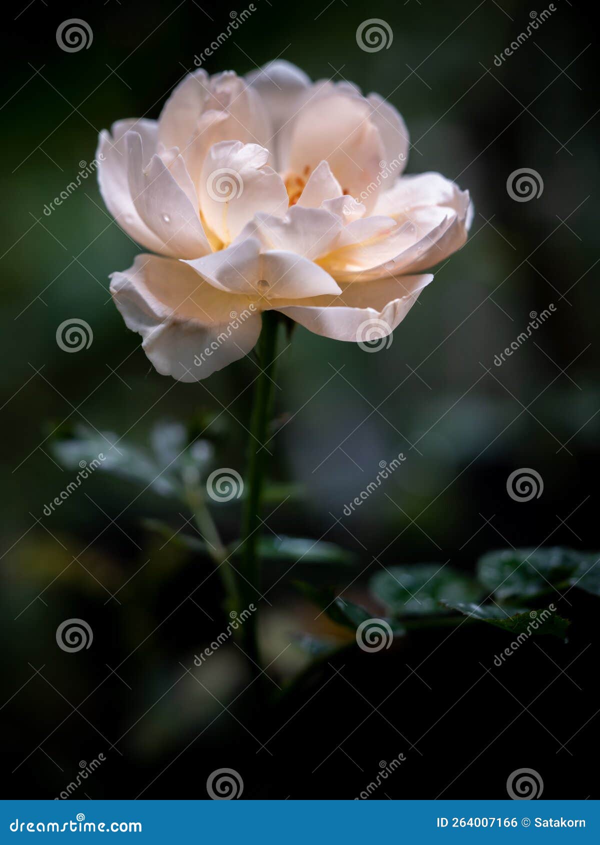 Shape and Colors of Ambridge Roses that Blooming in Tropical Climates ...