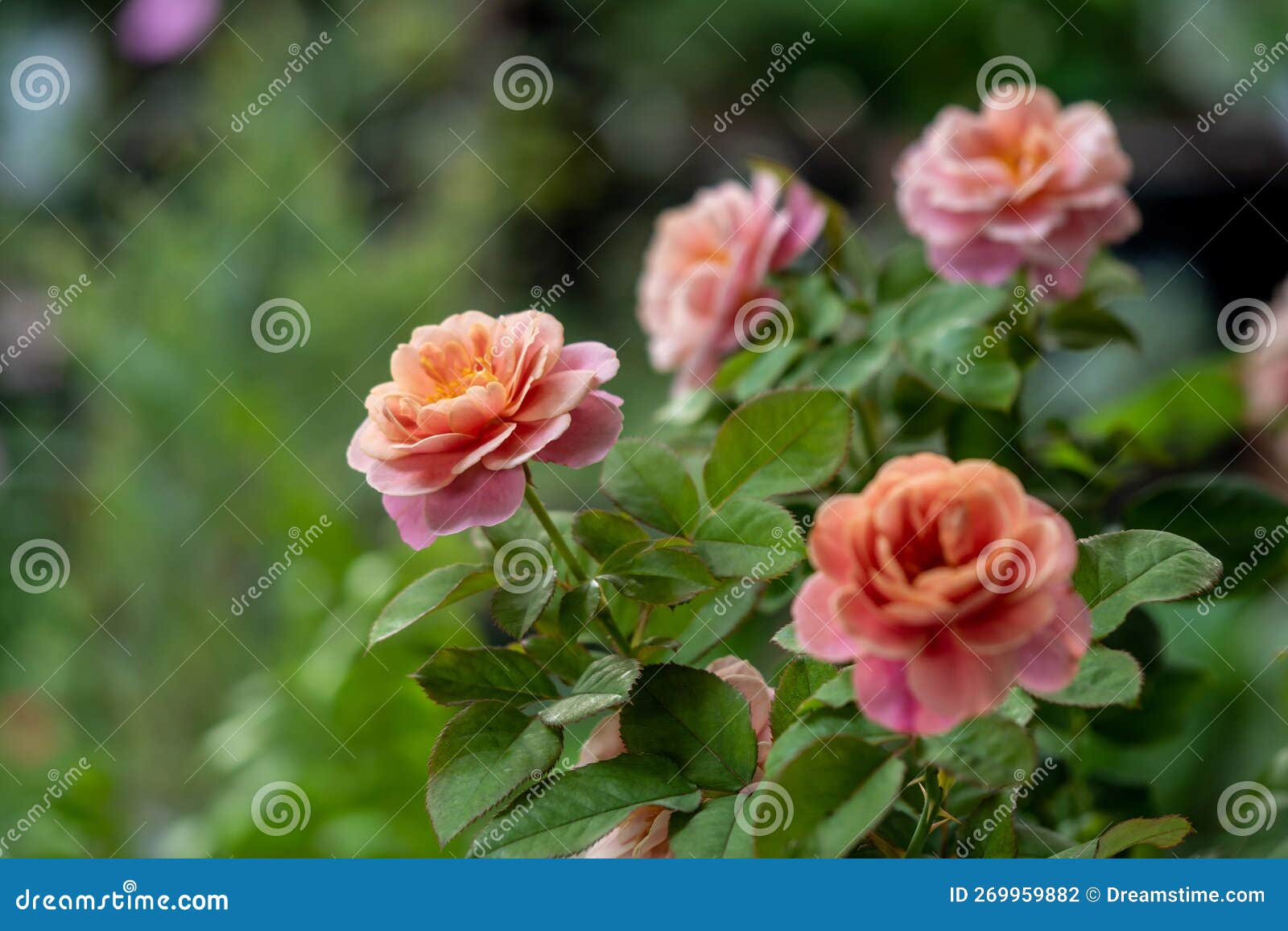 Shape and Colors of Distant Drums Roses that Blooming Stock Photo ...