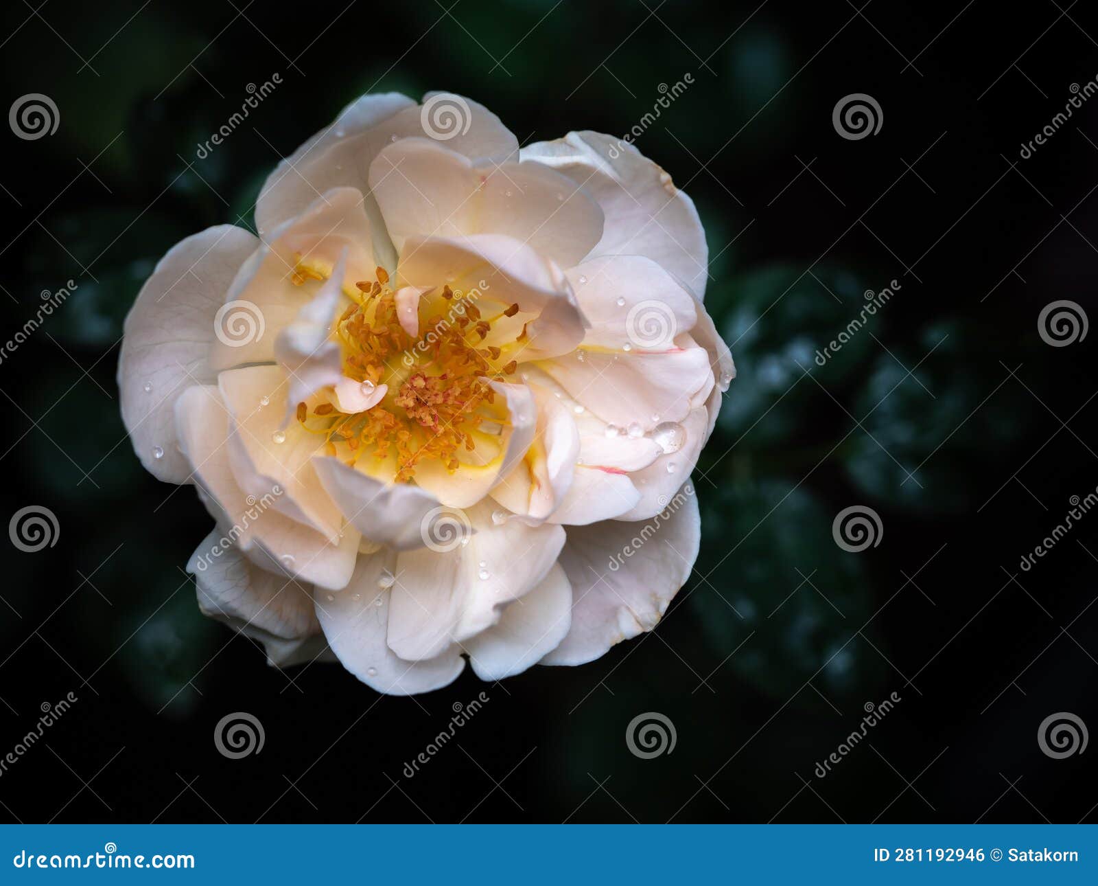 Shape and Colors of Imperfect Roses that Blooming in Tropical Climates ...