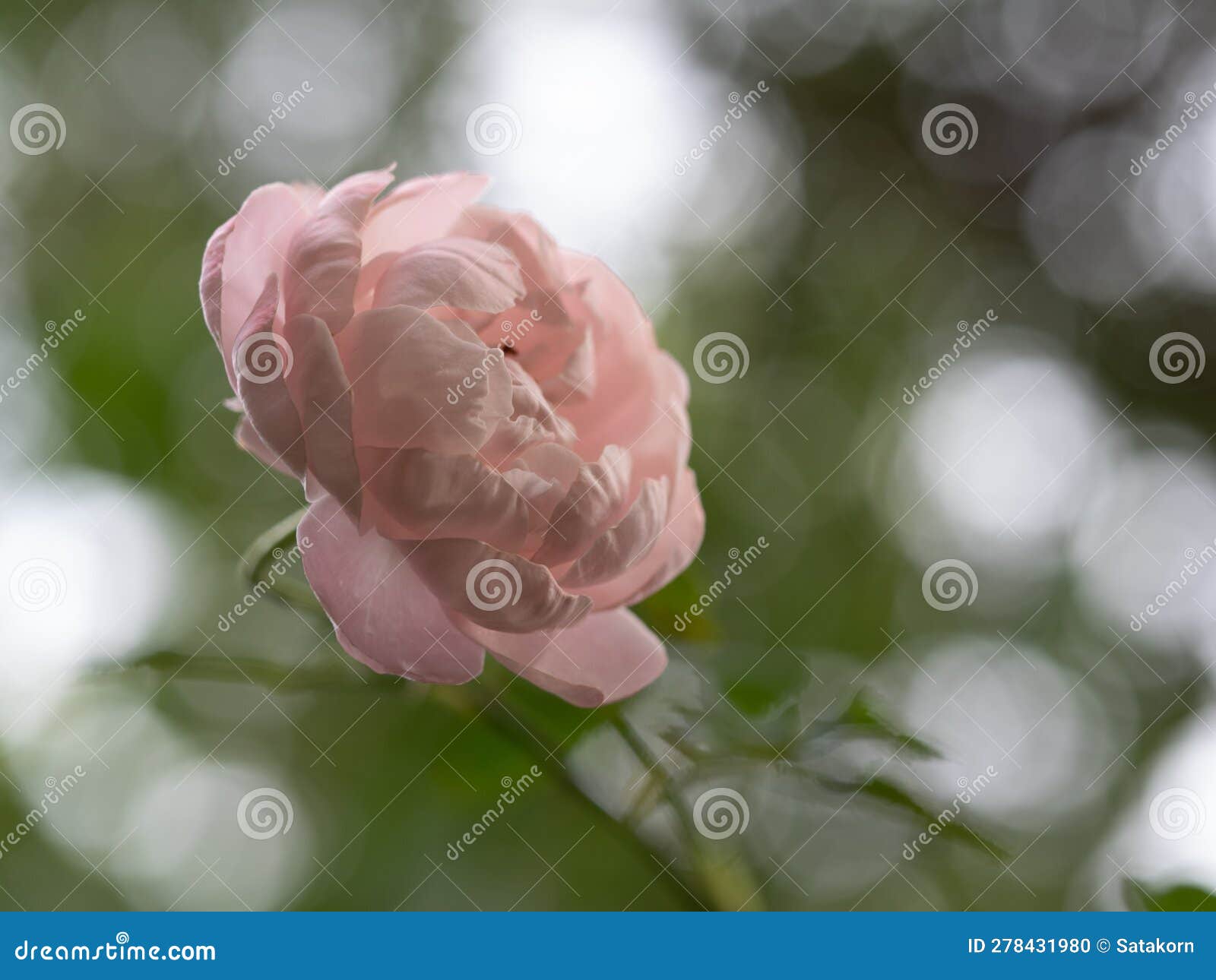 Shape and Colors of Plume Rose that Blooming Stock Photo - Image of ...