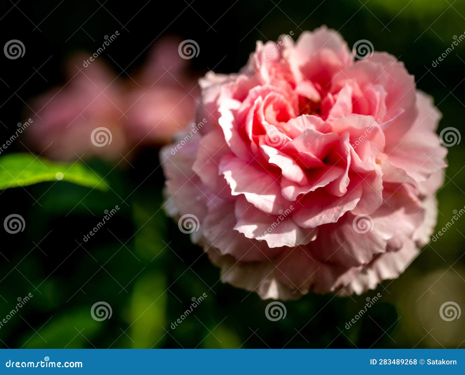 Meiko Roses Stock Photos - Free & Royalty-Free Stock Photos from Dreamstime