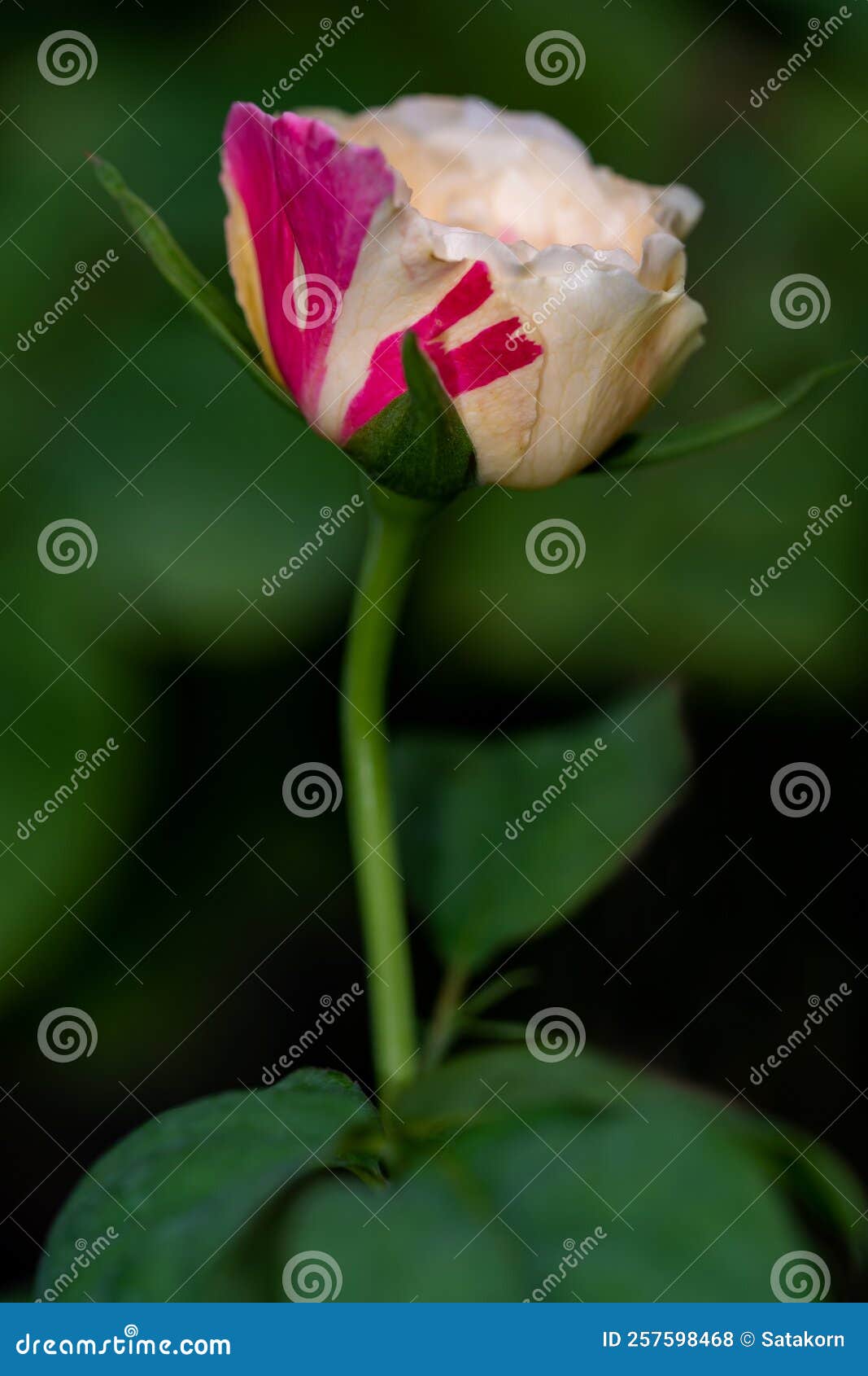 Shape and Colors of Roses that Bloom in Tropical Climates Stock Photo ...