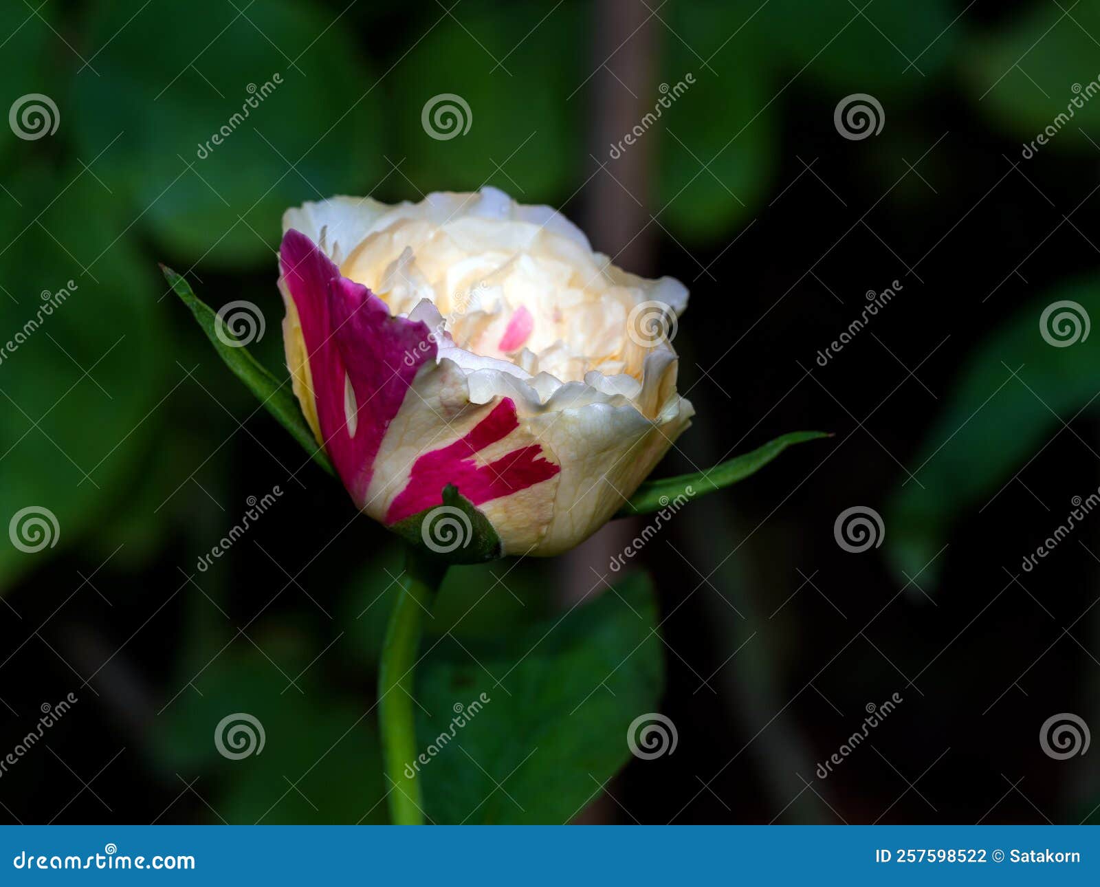 Shape and Colors of Roses that Bloom in Tropical Climates Stock Photo ...
