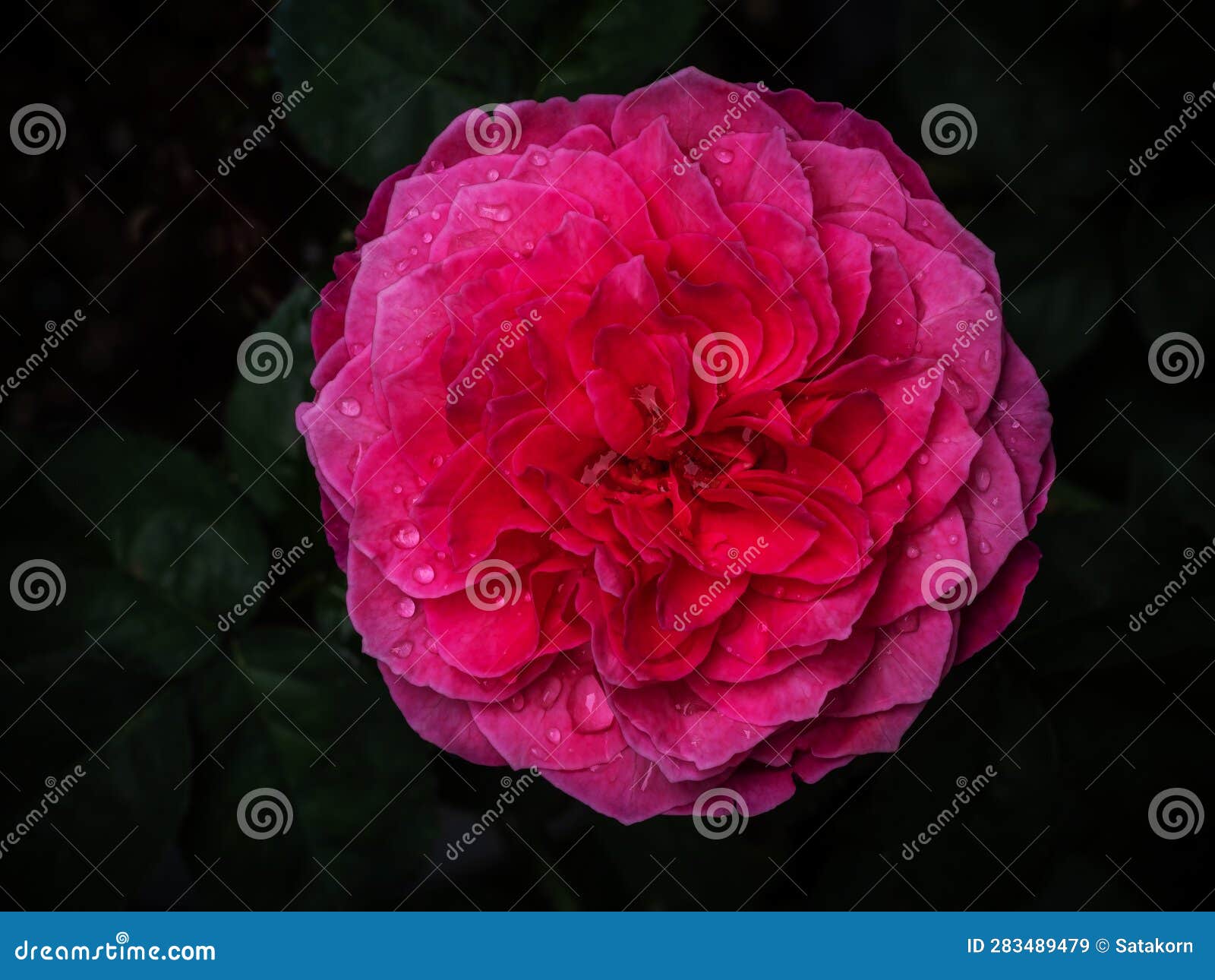 Shape and Colors of Yuzen Roses that Begin To Bloom Stock Image - Image ...