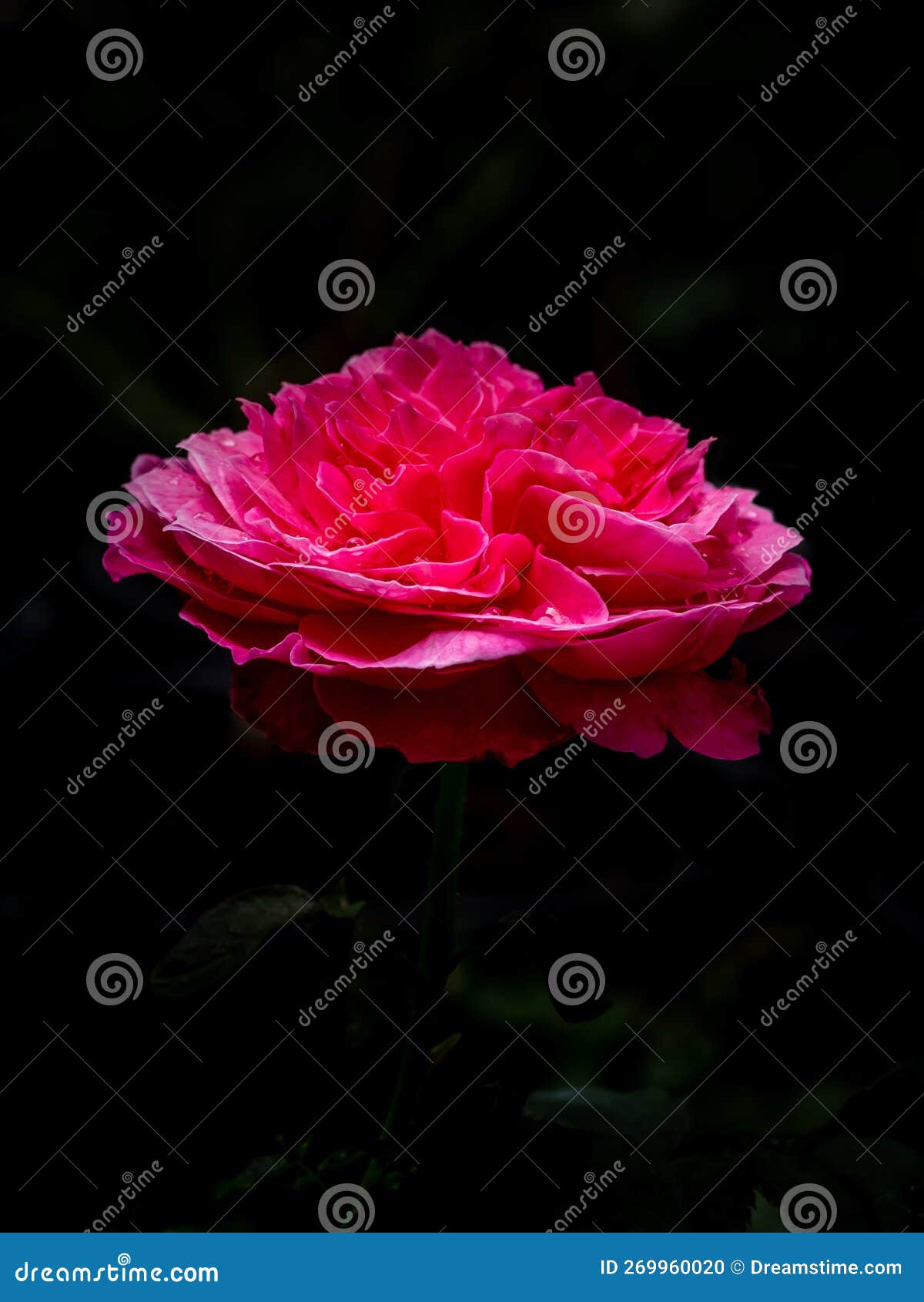Shape and Colors of Yuzen Roses that Blooming Stock Photo - Image of ...