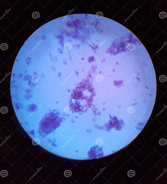 The Shape of Epithelial Cells Using a Light Microscope Stock Photo ...