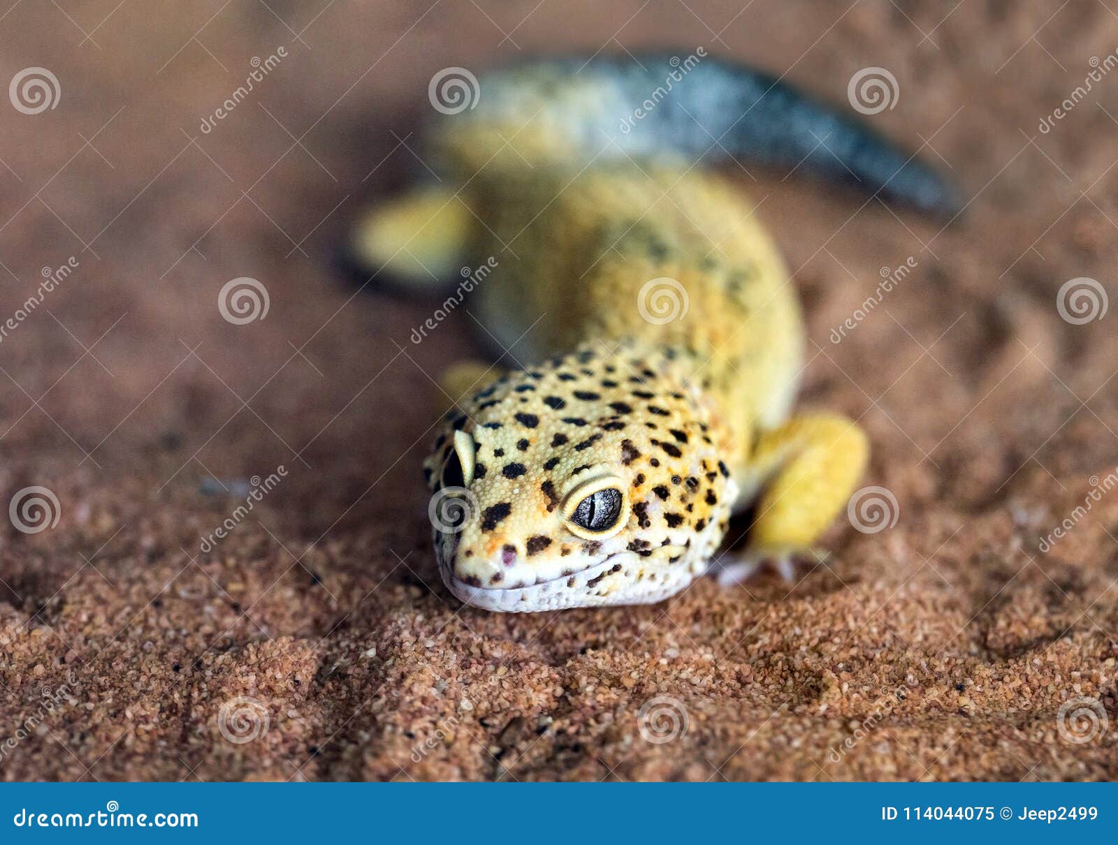 The Shape and Face of a Leopard Gecko. Stock Image - Image of creature ...