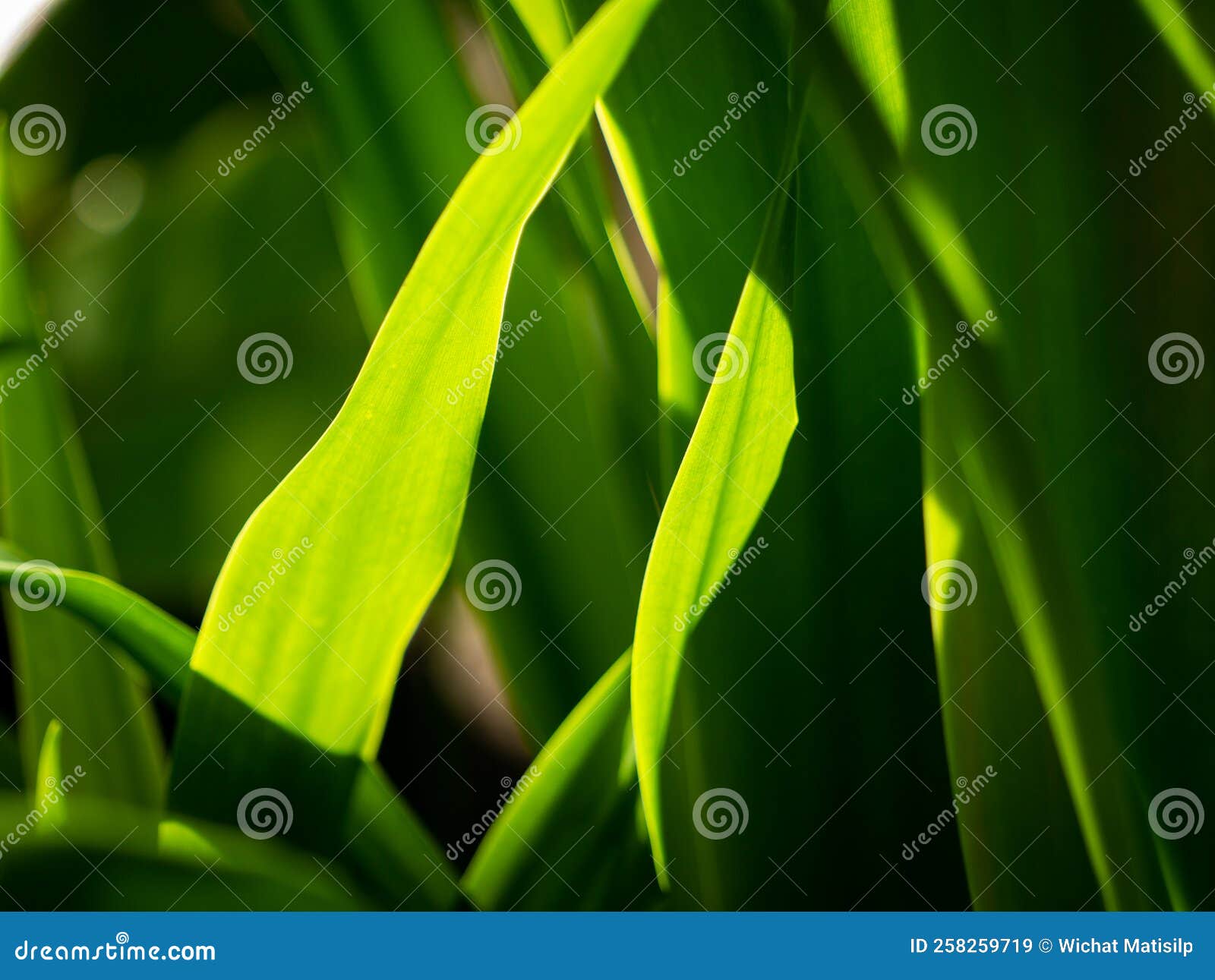 Shape of Fan Iris Leaves in the Vegetable Bed Stock Image - Image of ...