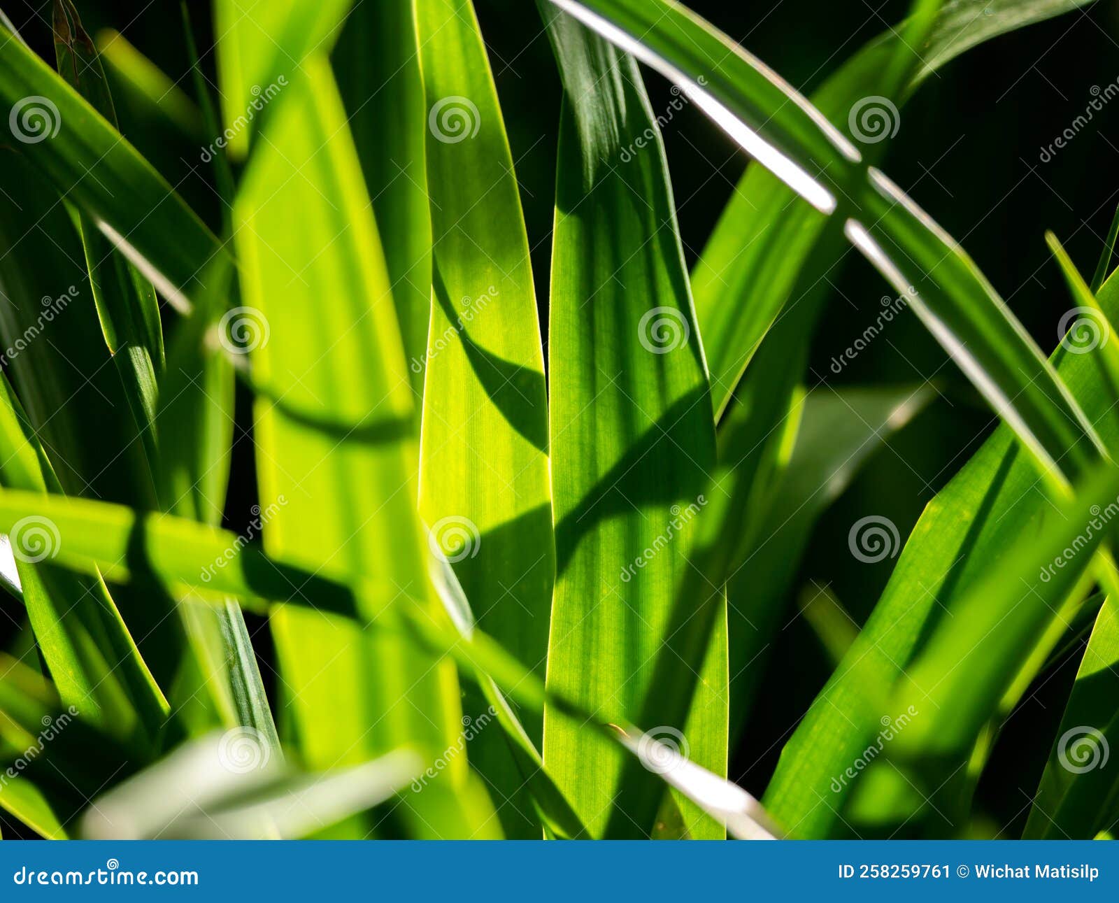 Shape of Fan Iris Leaves in the Vegetable Bed Stock Image - Image of ...