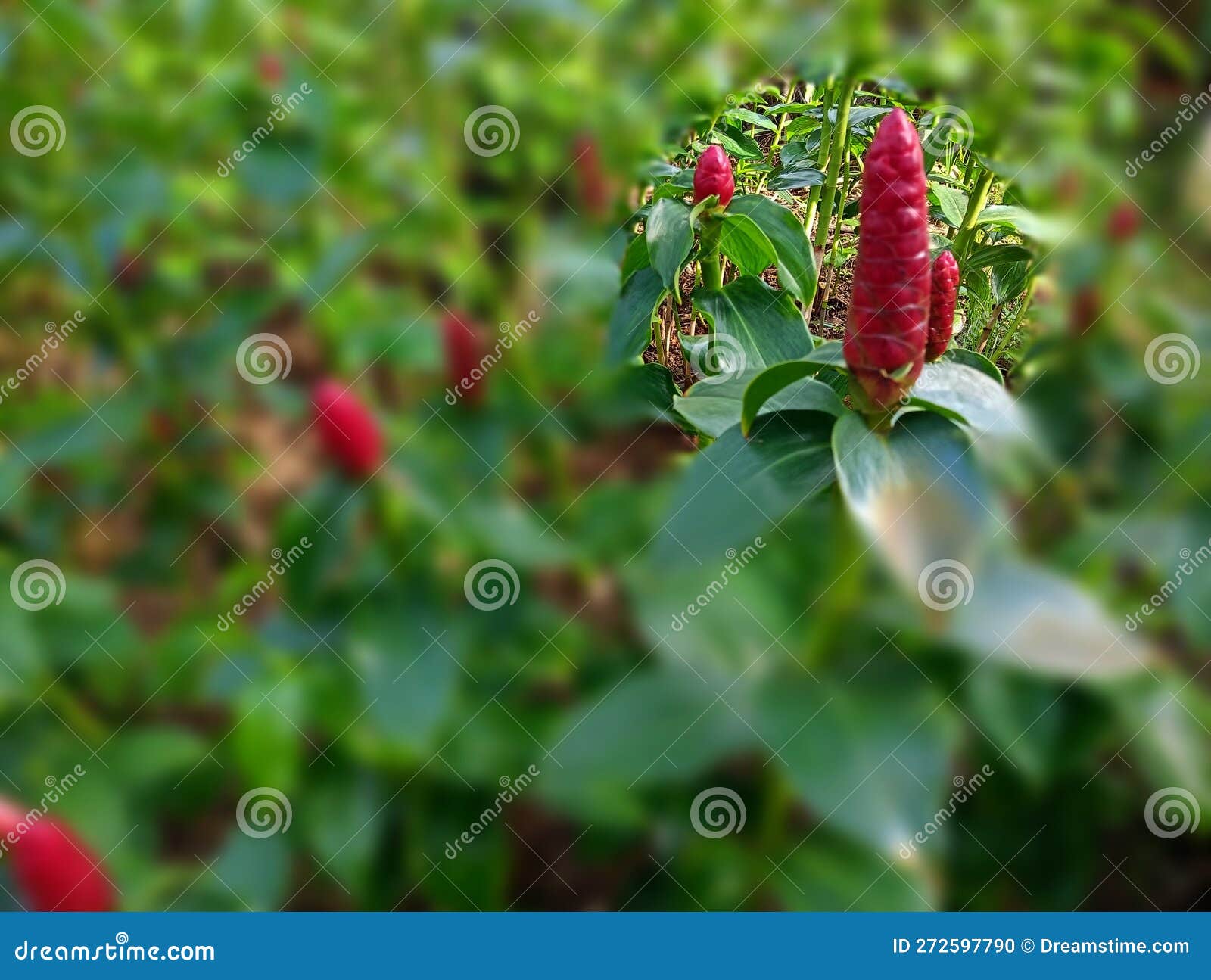 The Shape of the Flower Resembles a Corn Stock Photo - Image of fruit ...