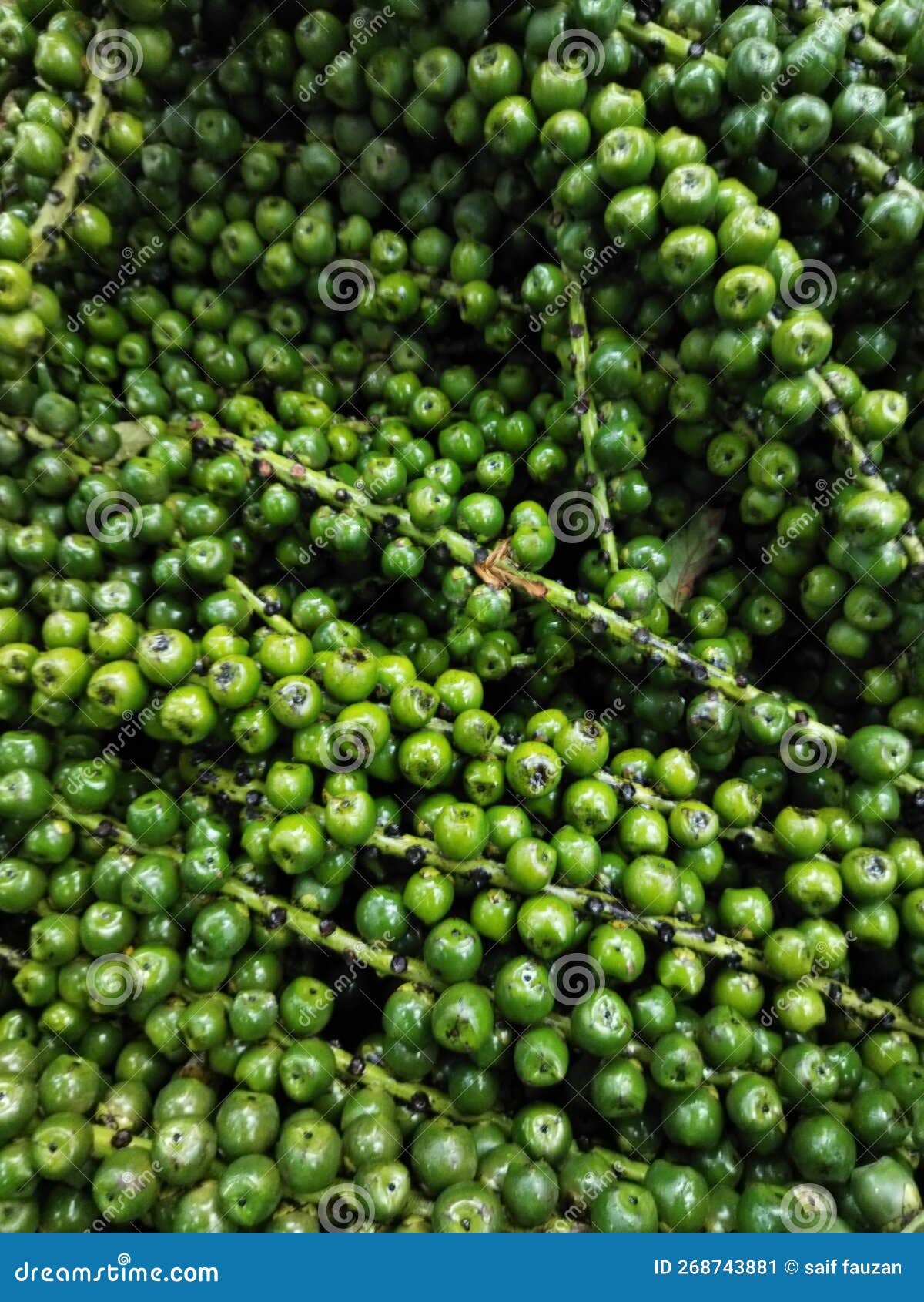 The Shape of the Fruit from the Thickness of the Wilderness Stock Image ...