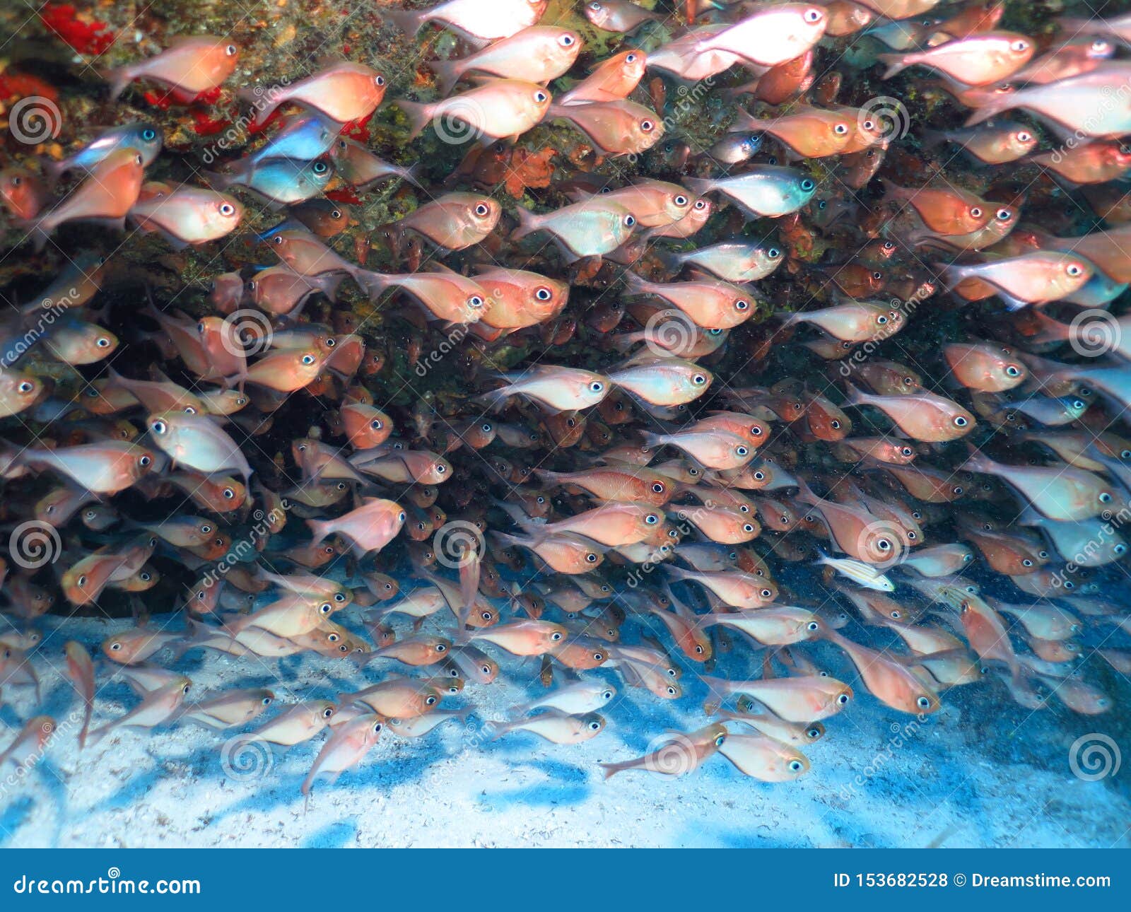 The Shape of the Glassy Swipers Fish. Stock Photo - Image of glassy ...