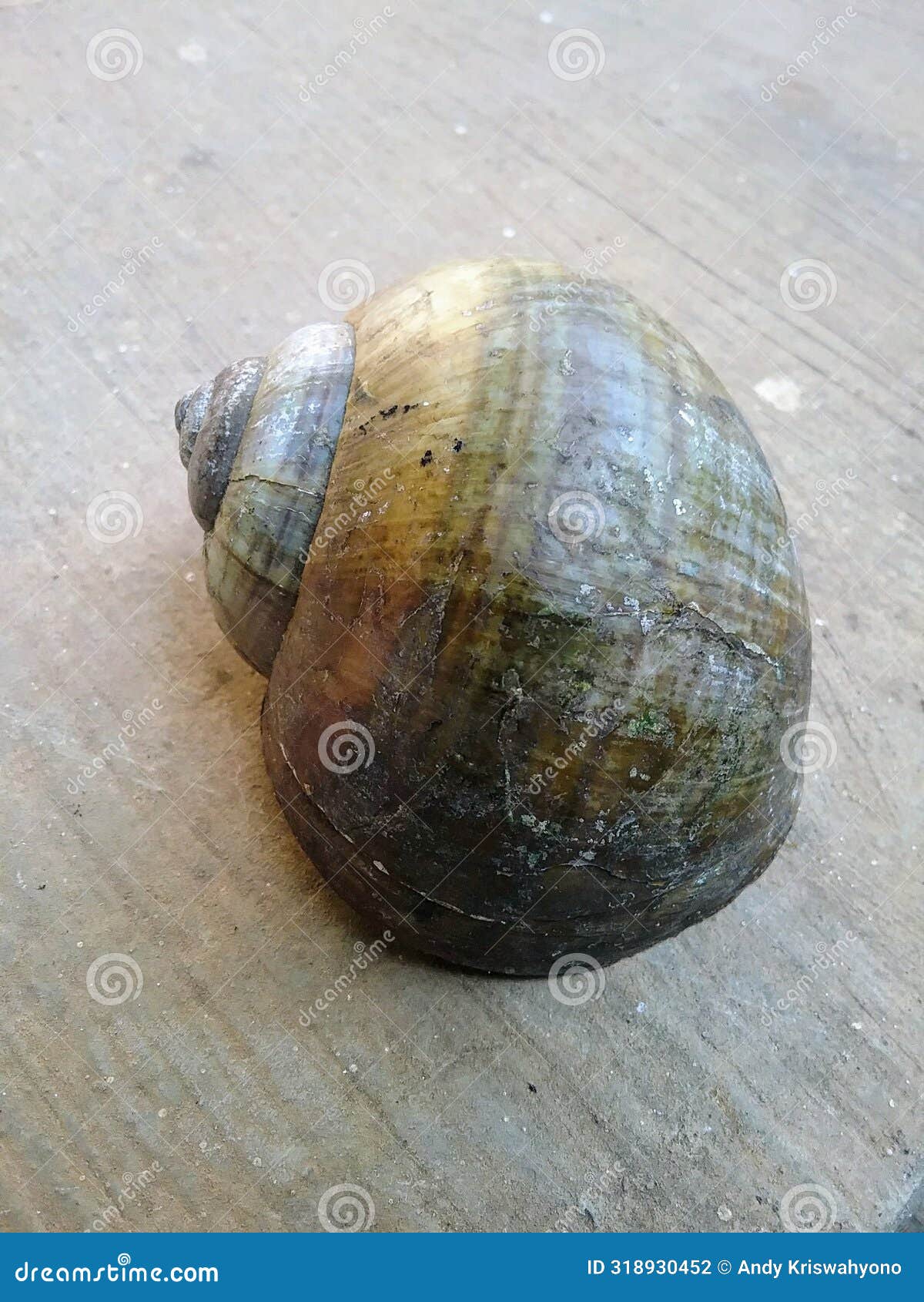 The Shape of the Golden Snail Shell is Slightly Round with a Short ...