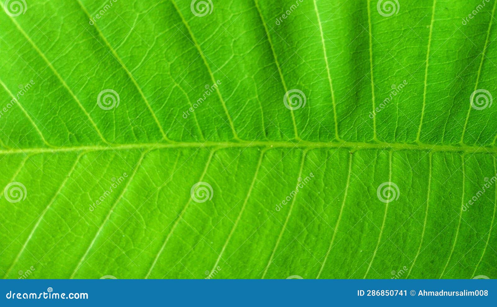 The Shape of a Green Leaf with Fibers Spreading in the Middle is Very ...