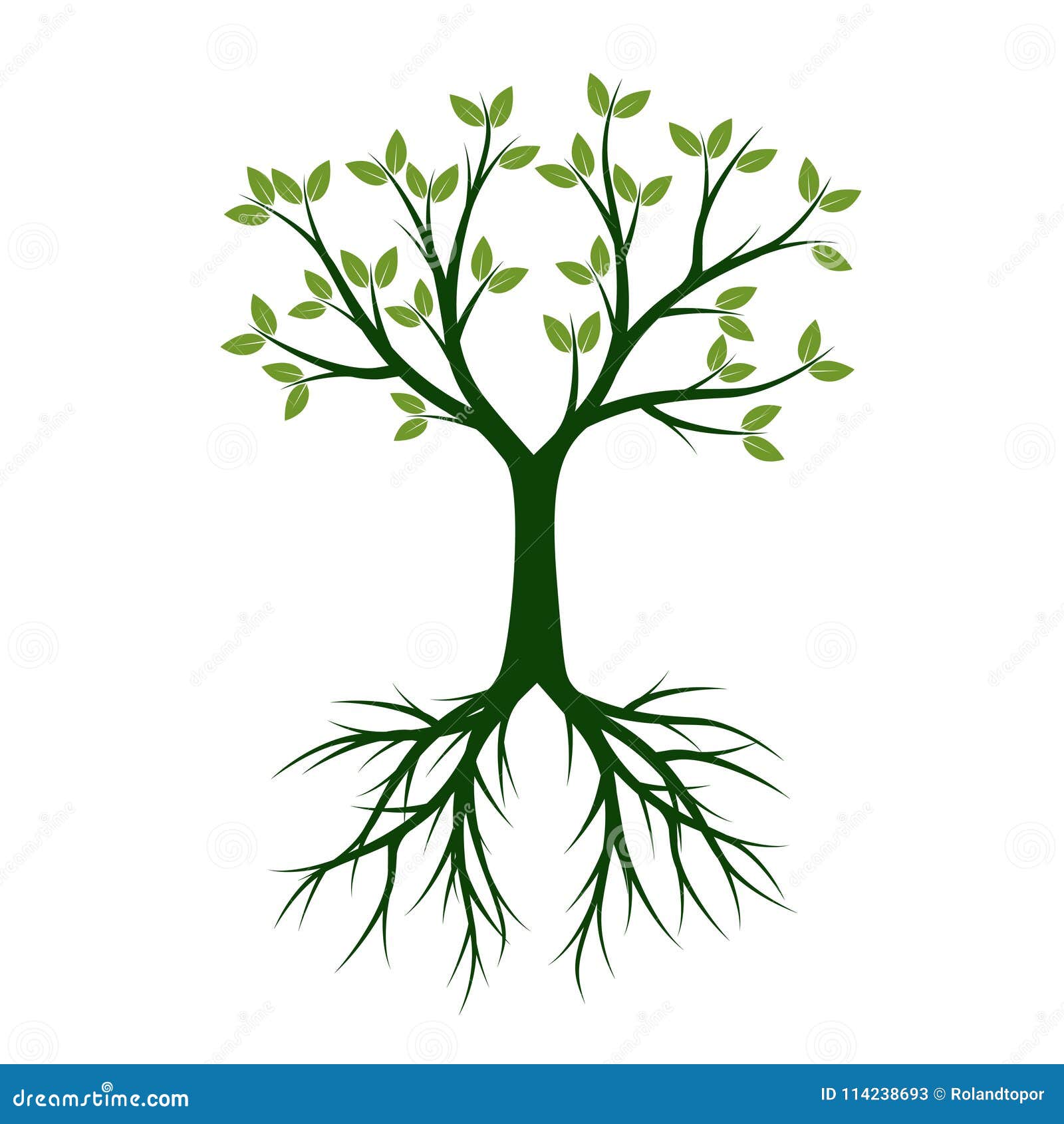 A Shape of Green Tree with Roots. Stock Vector - Illustration of ...