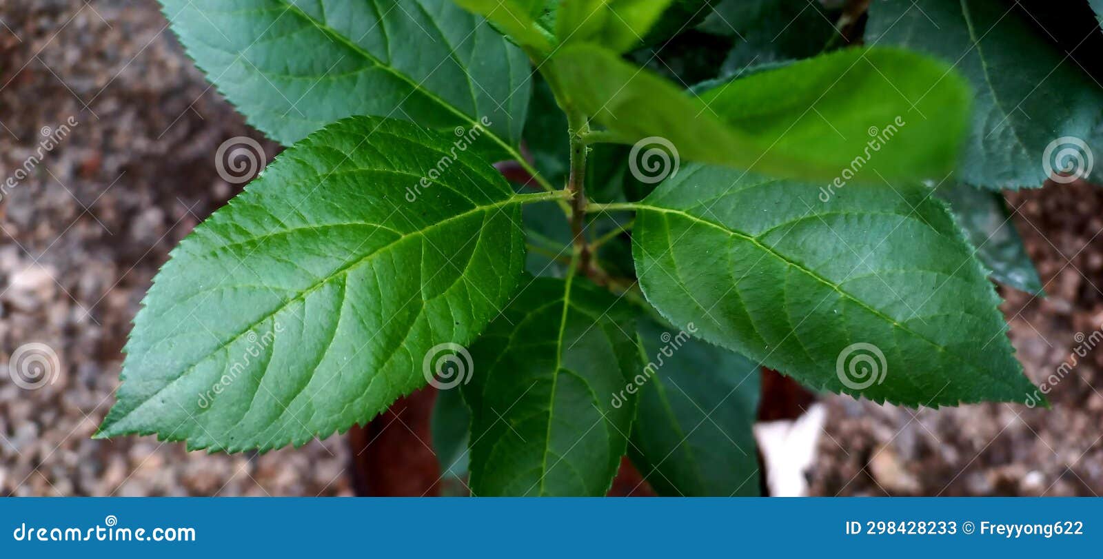 Close Up View of Apple Fruit Leaves Shape, Which Planted in the ...