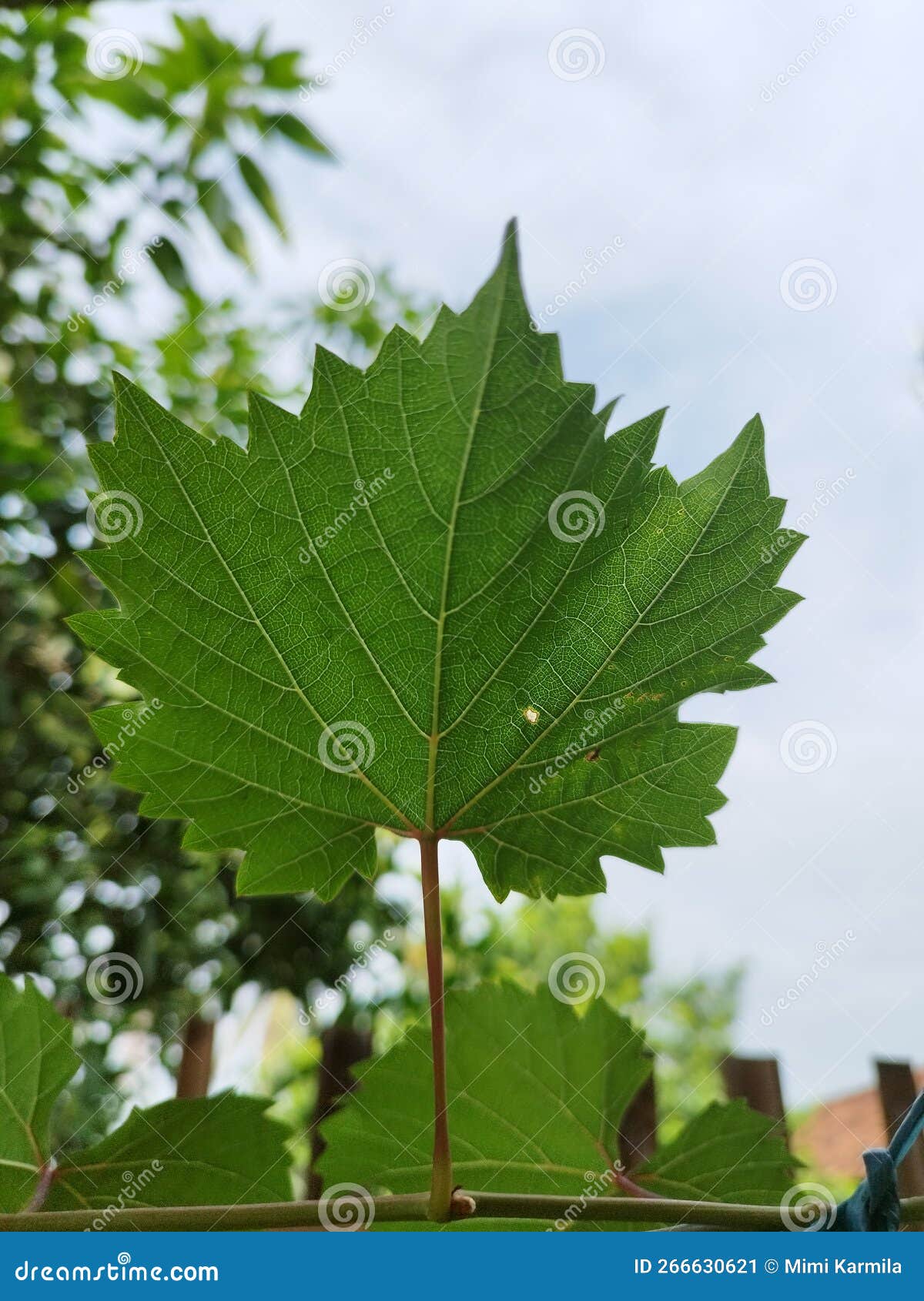 The Shape of the Leaves of the Grapefruit is Jagged Stock Image - Image ...