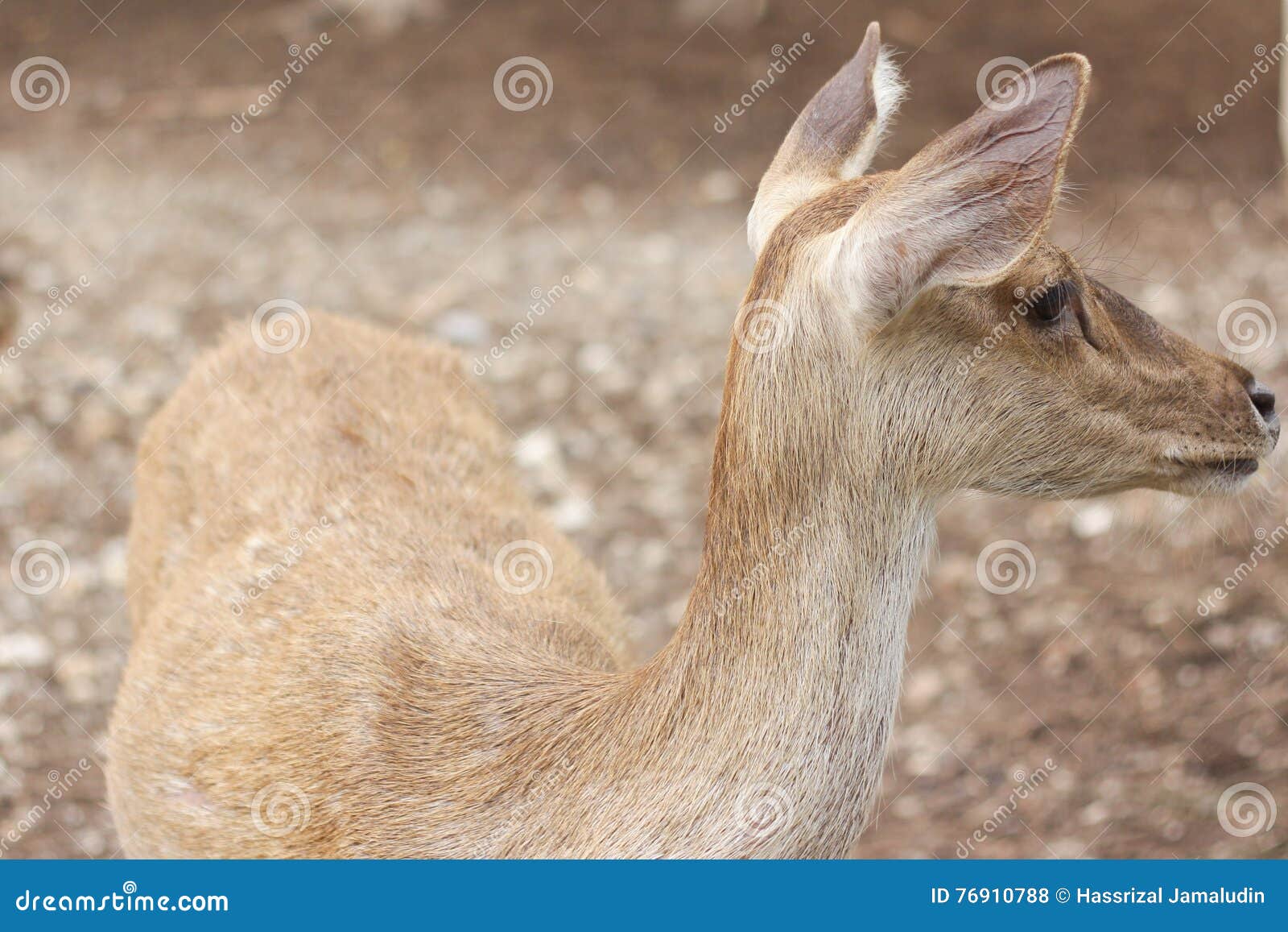 Shape of the Neck of the Deer Stock Photo - Image of brown, neck: 76910788
