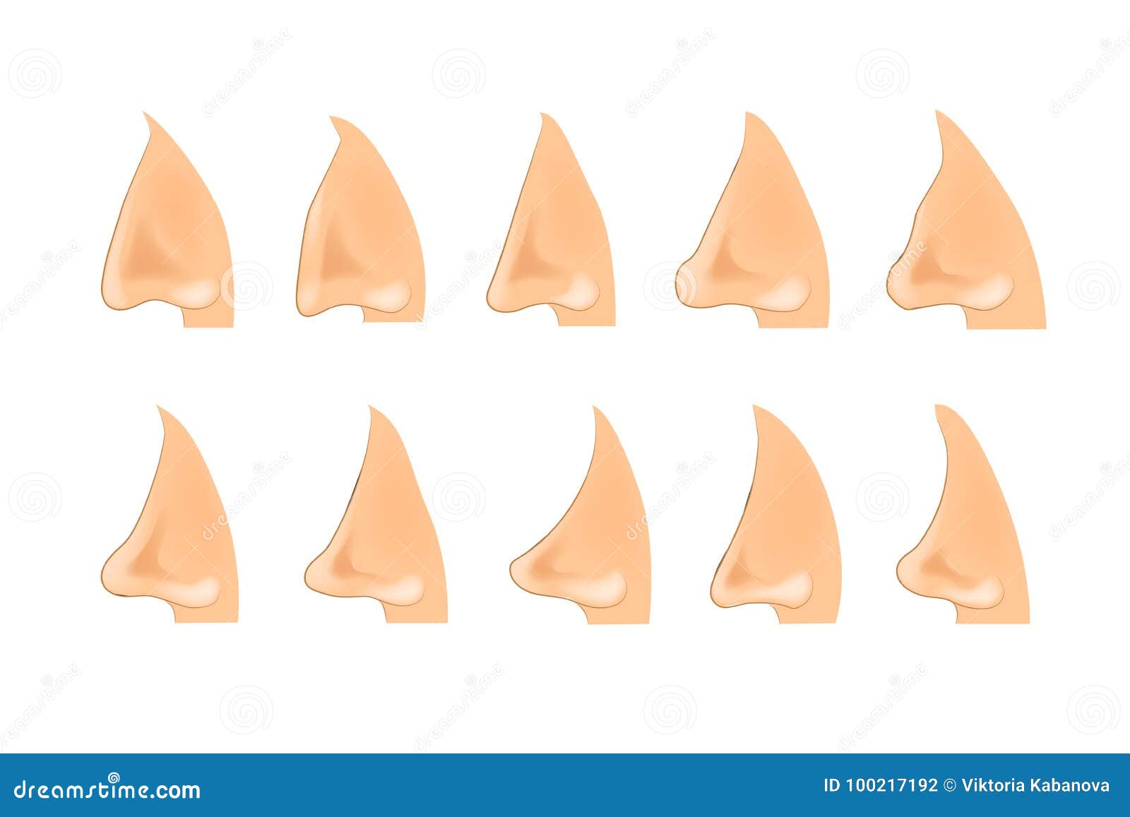 The shape of the nose stock vector. Illustration of female - 100217192