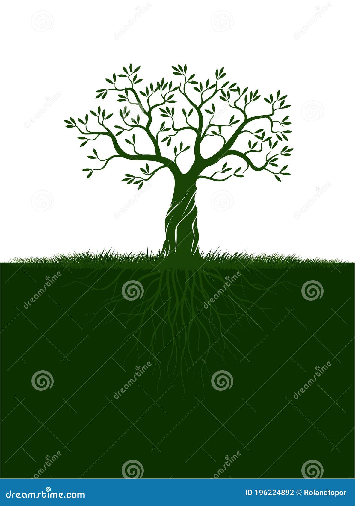 Shape of Olive Tree with Leaves, and Roots. Vector Outline Illustration ...