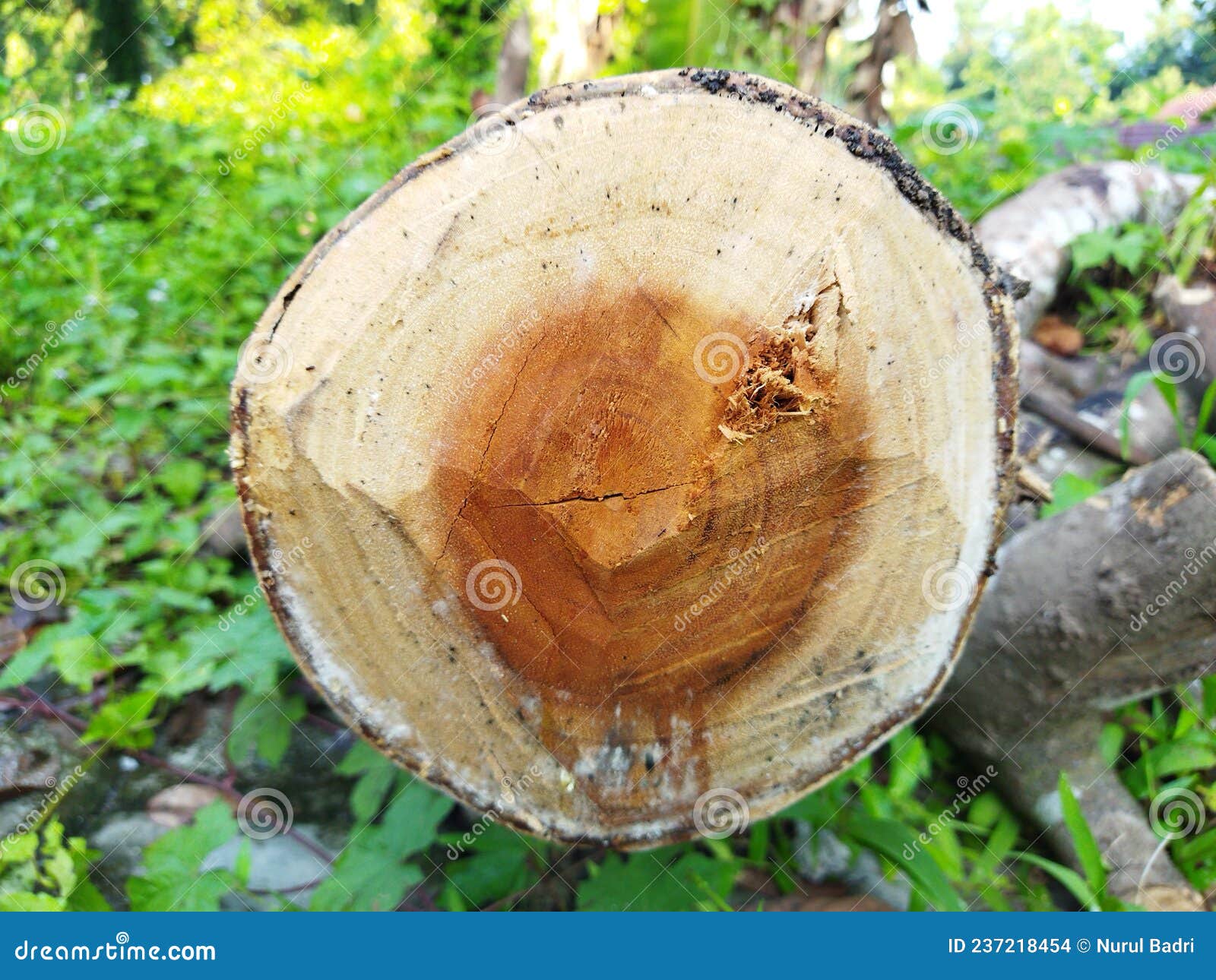 The Shape and Pattern of the Cut of the Rambutan Tree Trunk Stock Photo ...