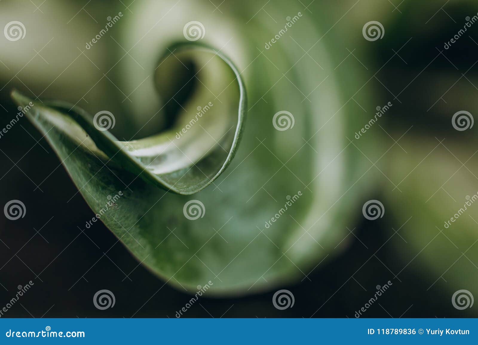 Shape of Petal Along Edges Macro Shot Stock Photo - Image of freshness ...