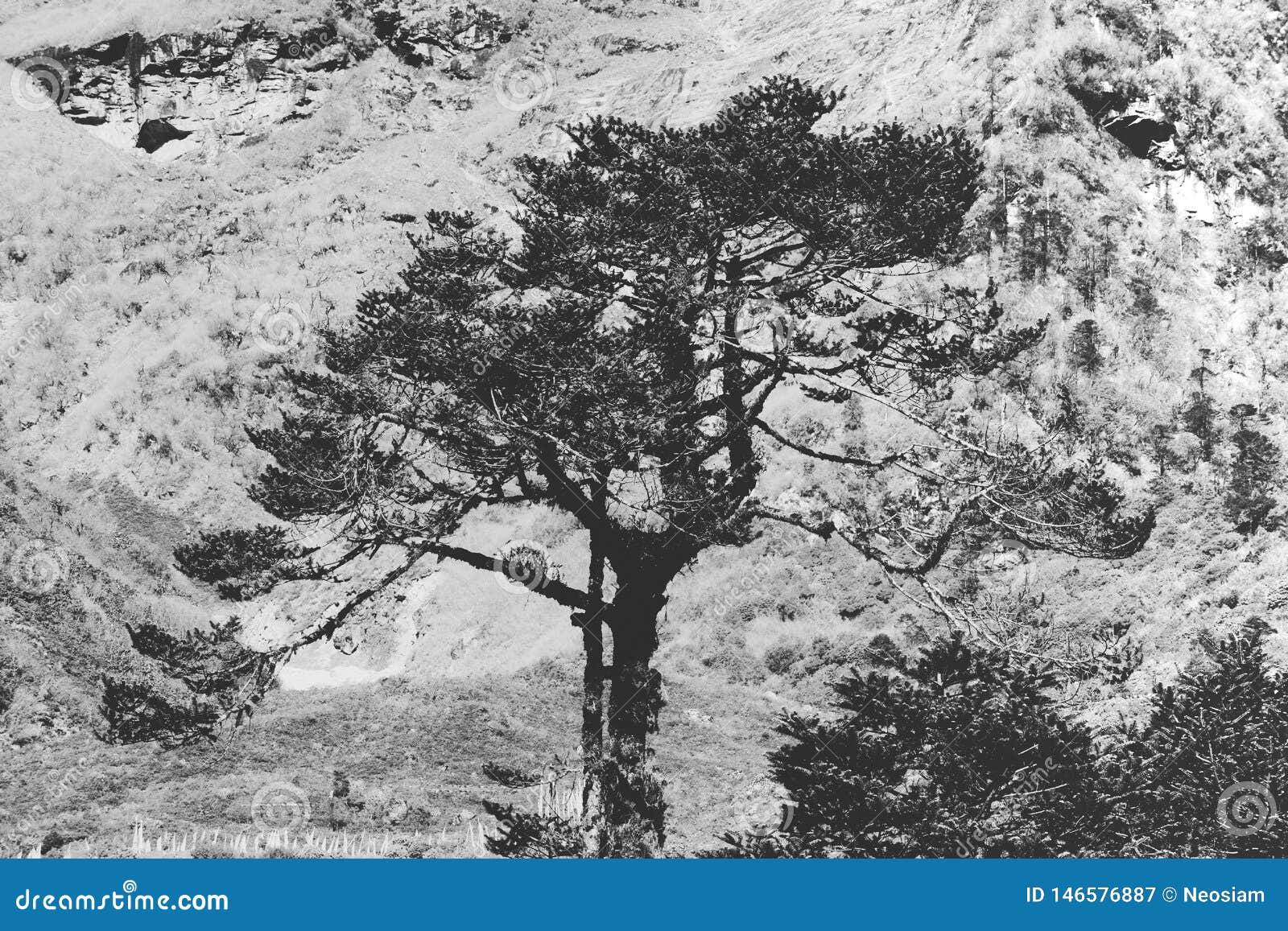 Shape of pine tree stock image. Image of cold, nature - 146576887
