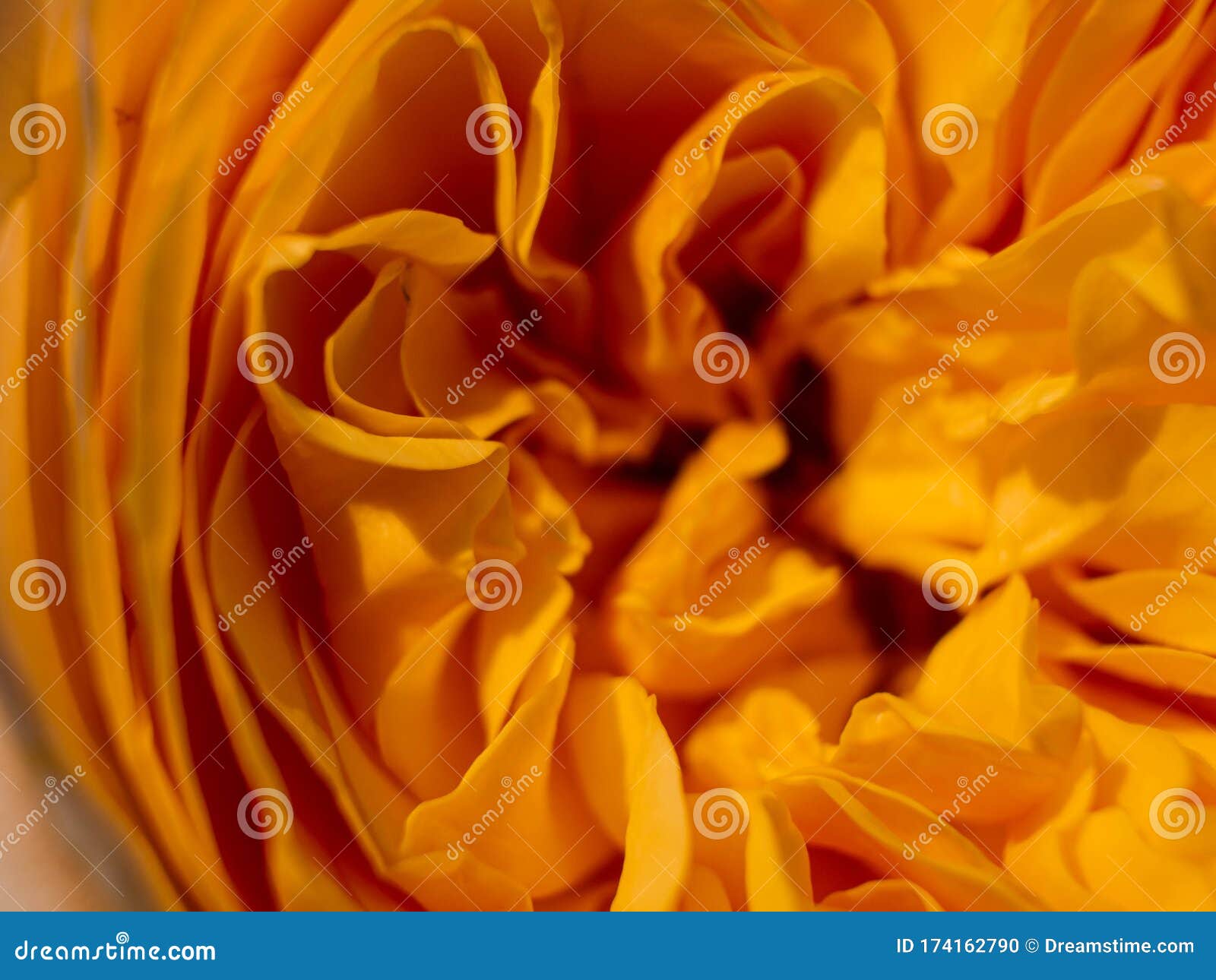 Shape of rose stock photo. Image of rose, shape, countryside - 174162790