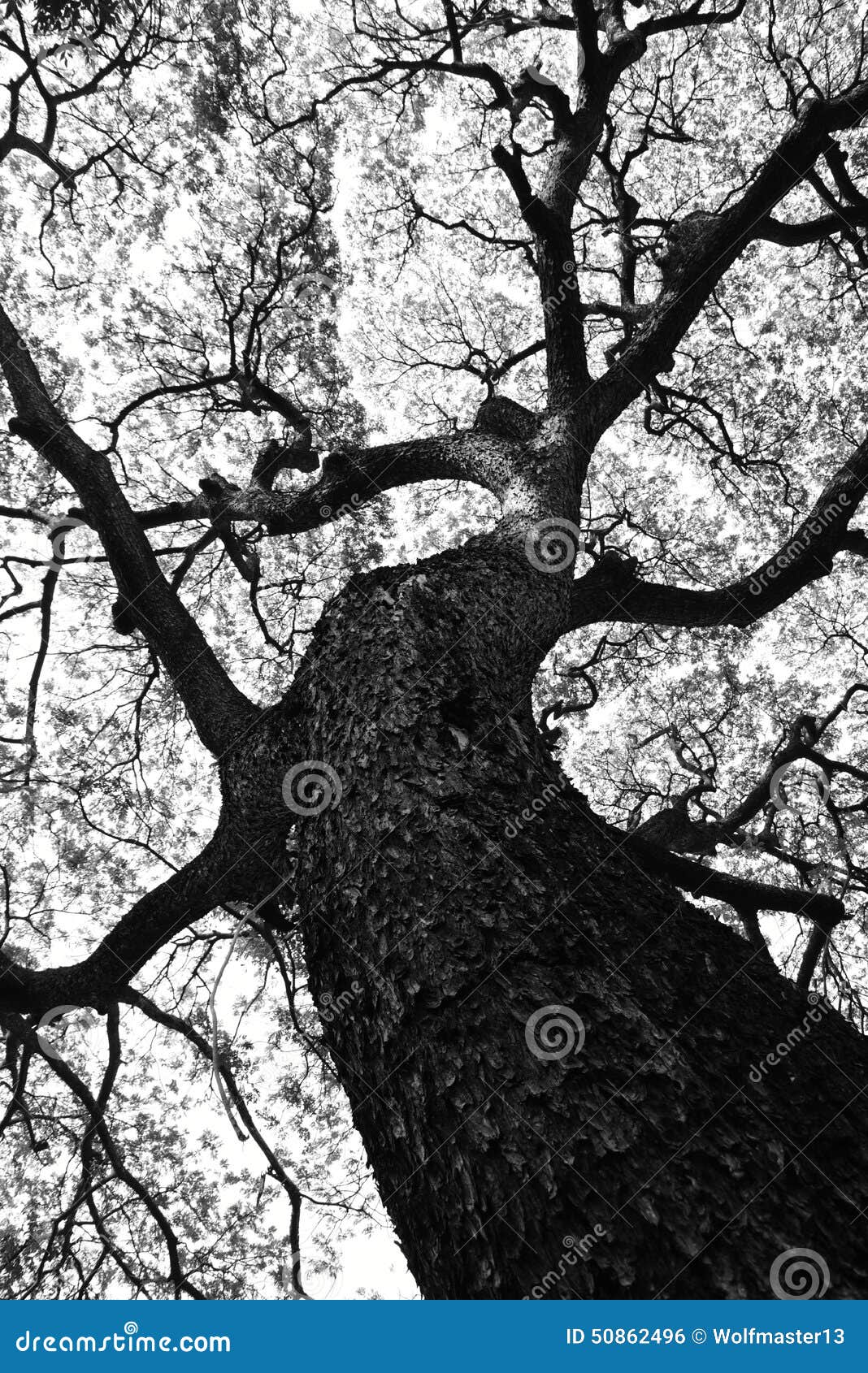Shape of Samanea Saman Trees and Pattern of Branch in Black and White ...